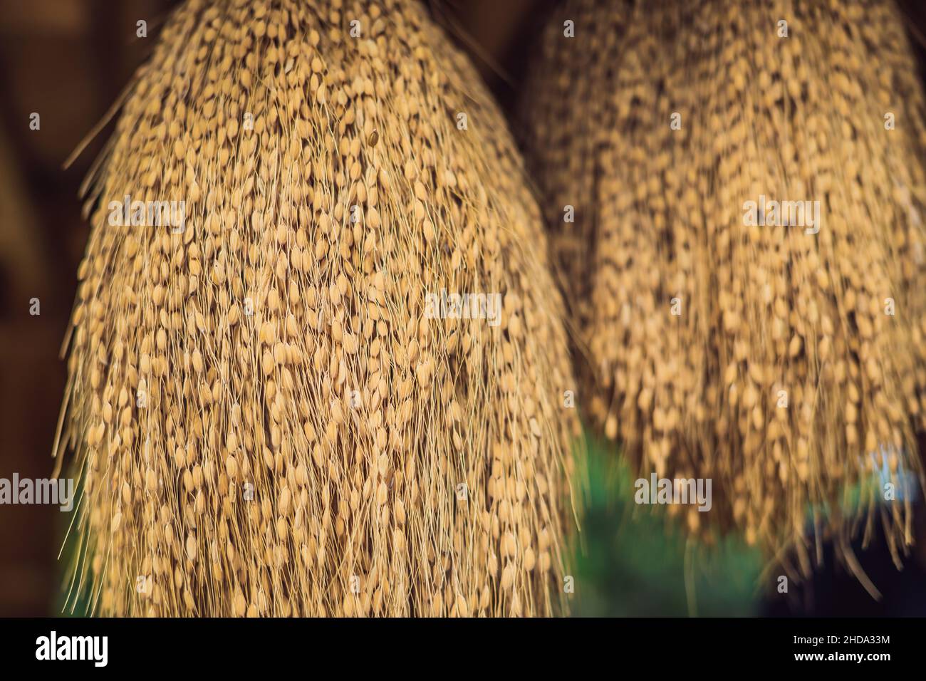 Raw rice grain. Organic food background. Ear of rice or ear of paddy ...