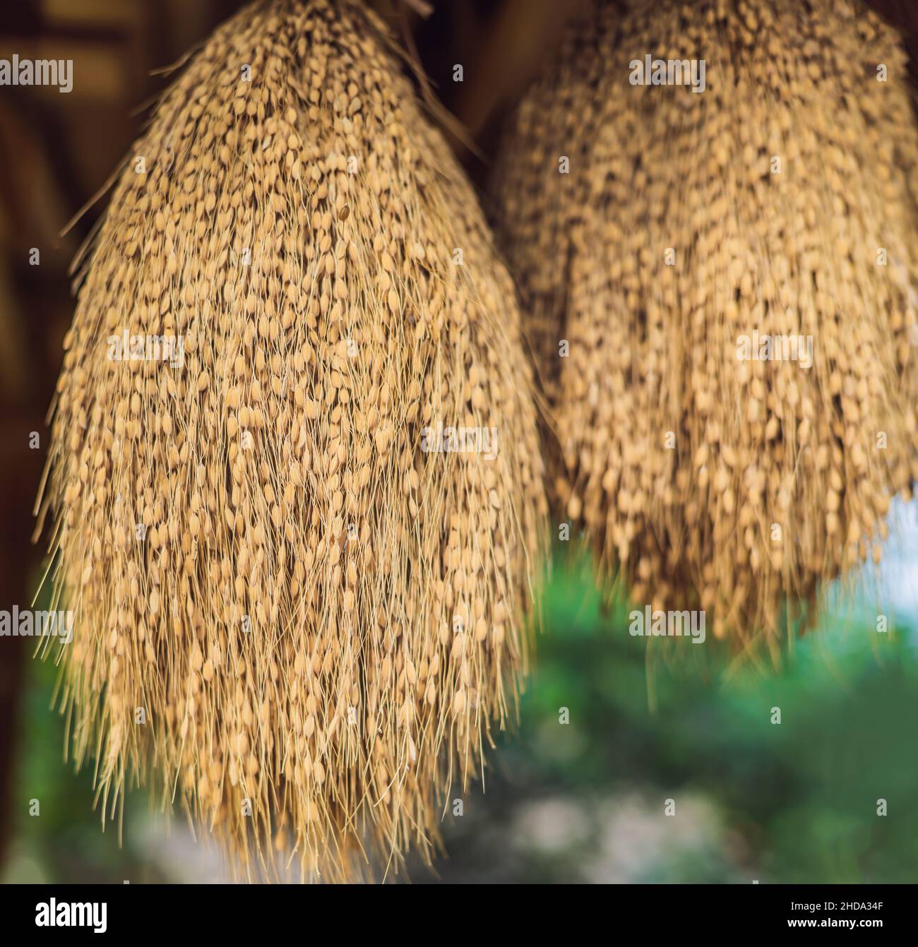 Raw rice grain. Organic food background. Ear of rice or ear of paddy ...