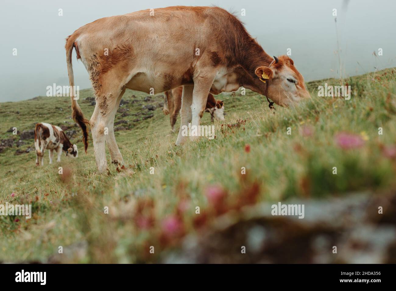 Pastoral landscape with cattle grazing hi-res stock photography and ...
