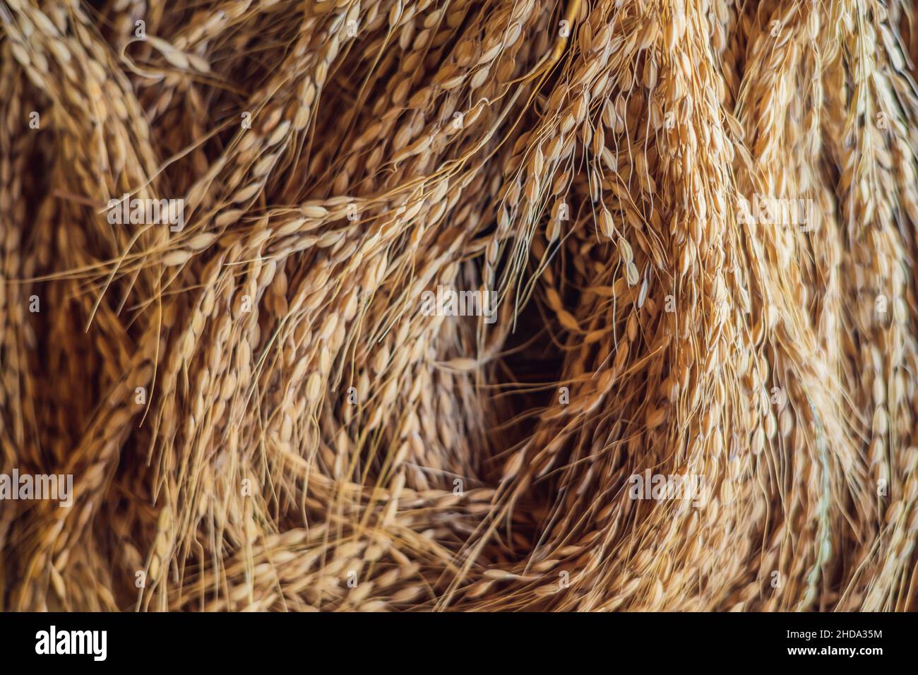 Raw rice grain. Organic food background. Ear of rice or ear of paddy ...