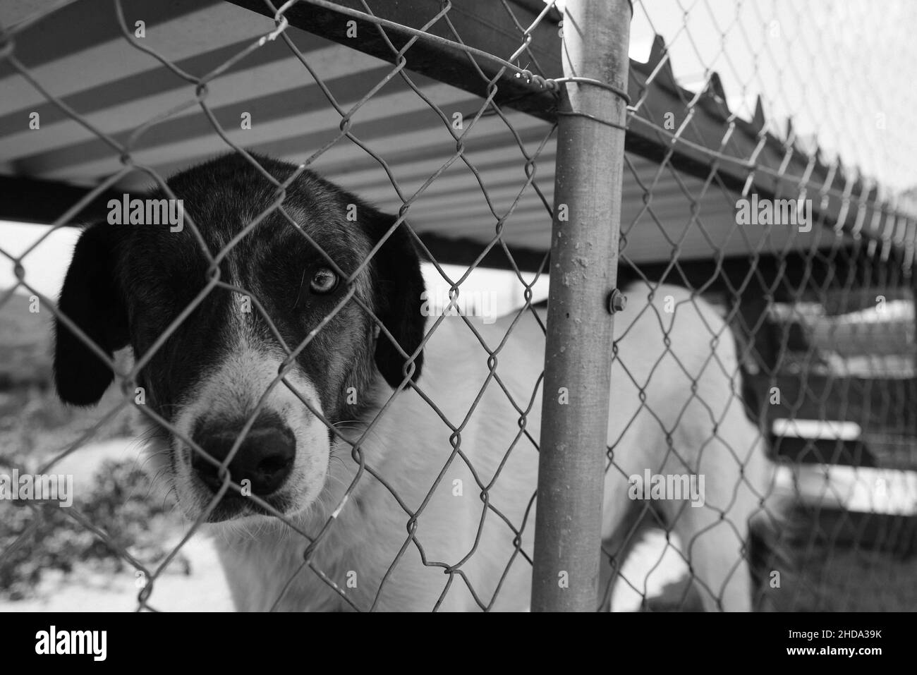 Closeup grayscale of a dog looking straight at the camera from behind ...