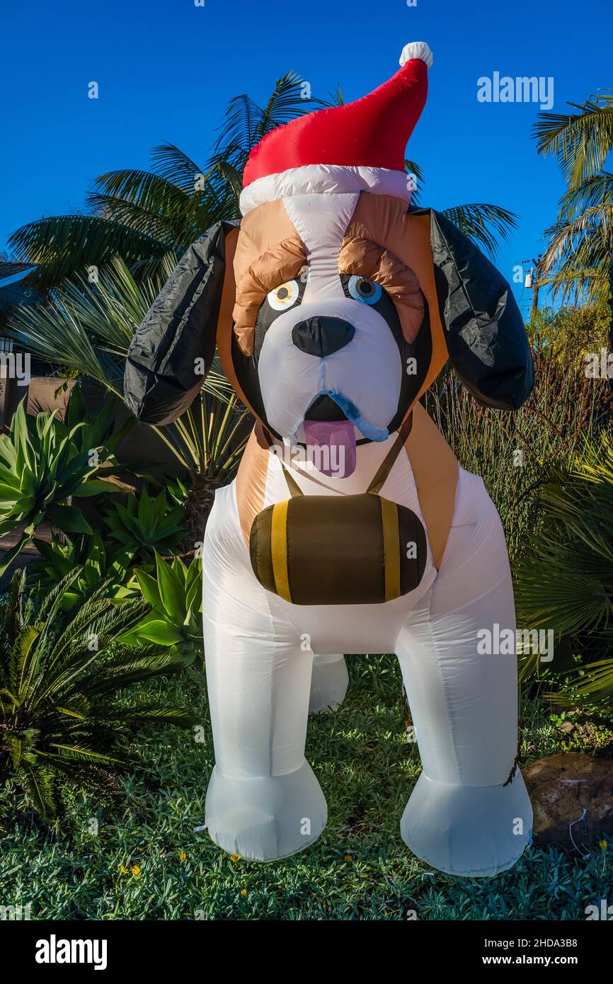 A Saint Bernard blow-up dog for Christmas display Stock Photo - Alamy