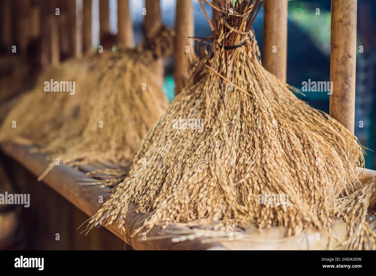 Raw rice grain. Organic food background. Ear of rice or ear of paddy ...