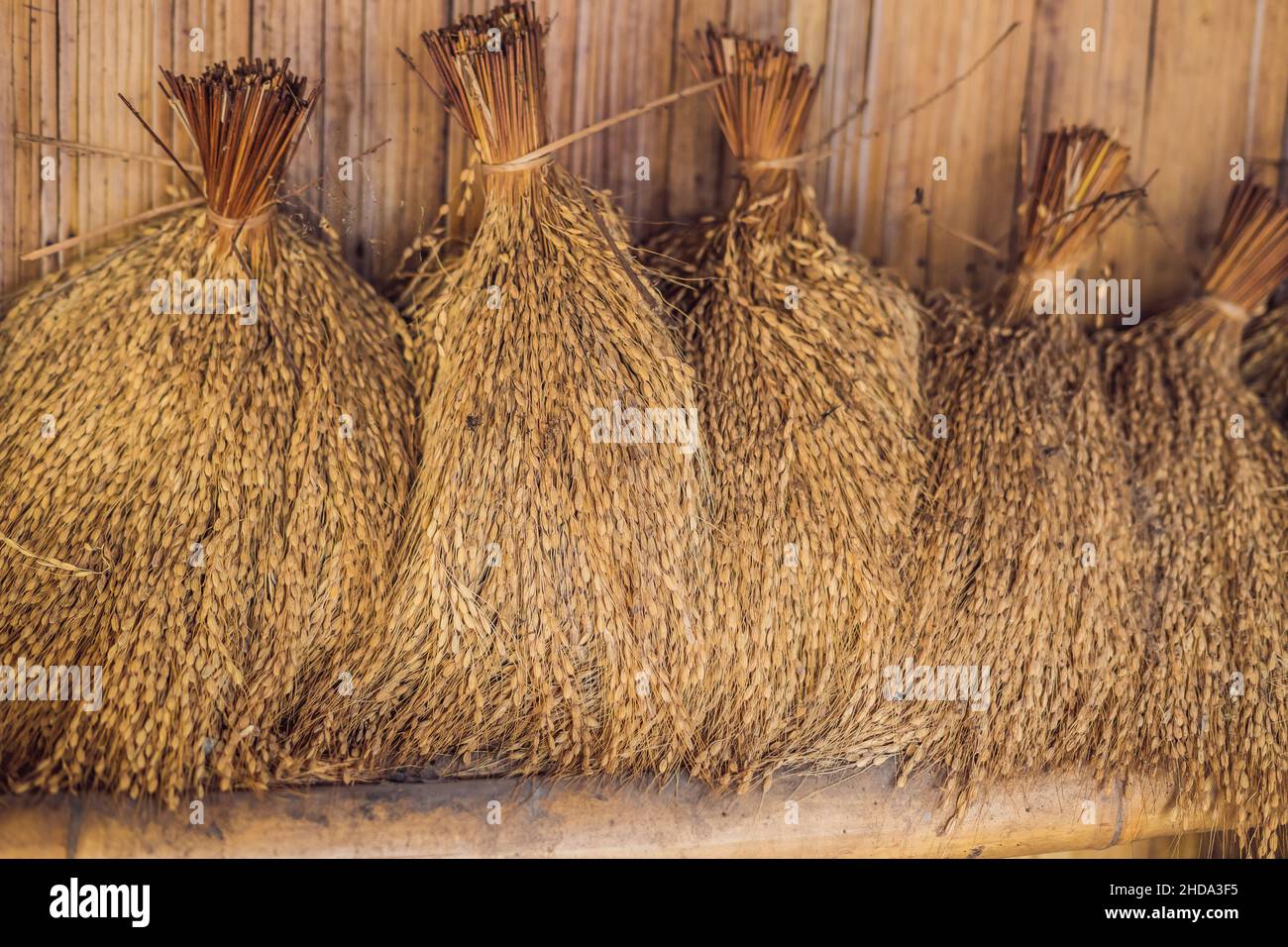 Raw rice grain. Organic food background. Ear of rice or ear of paddy ...
