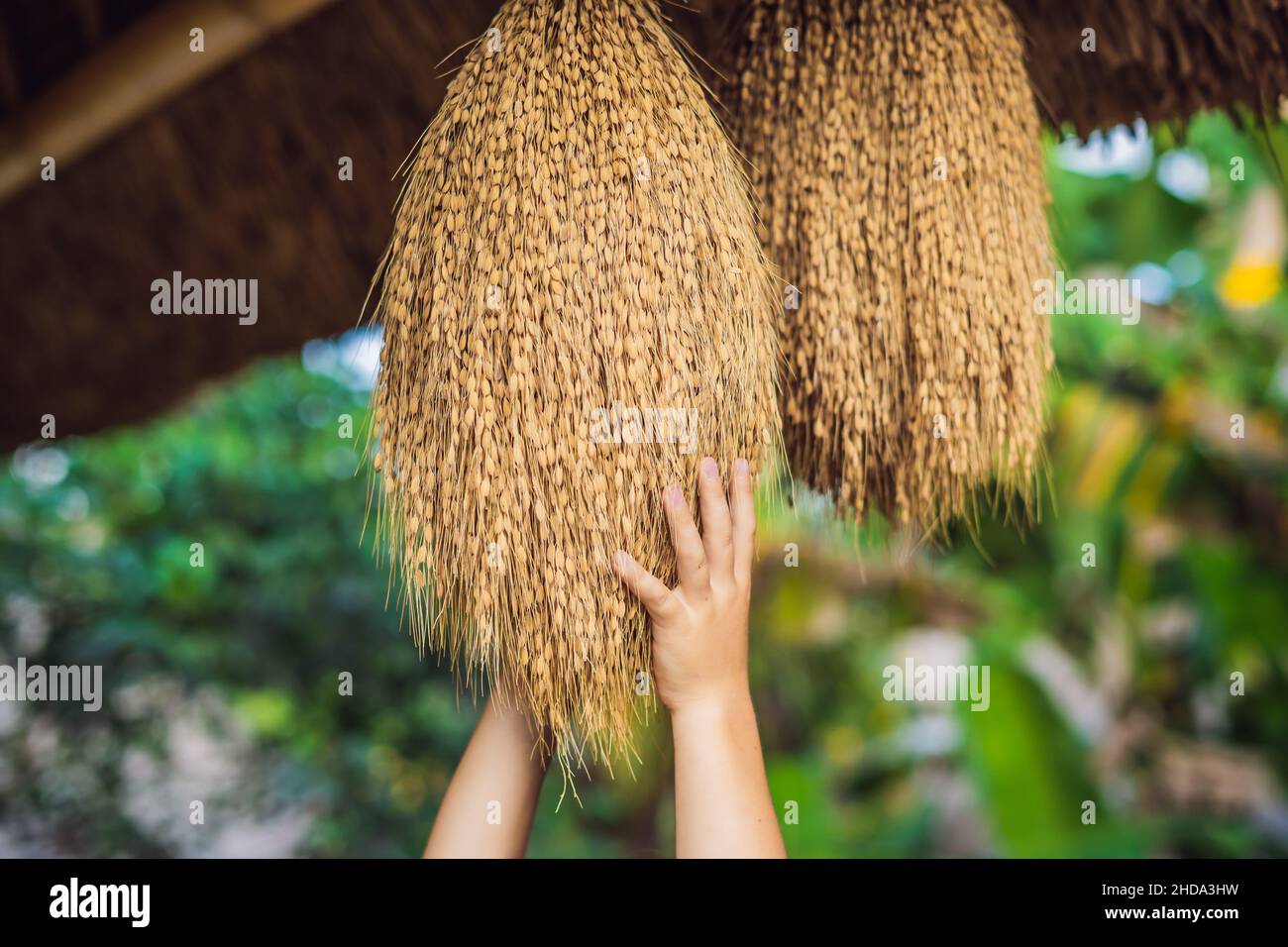 Raw rice grain. Organic food background. Ear of rice or ear of paddy ...