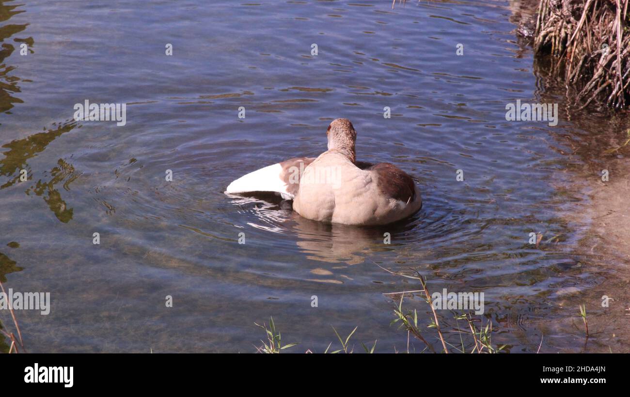bird bathing in the lake Stock Photo - Alamy