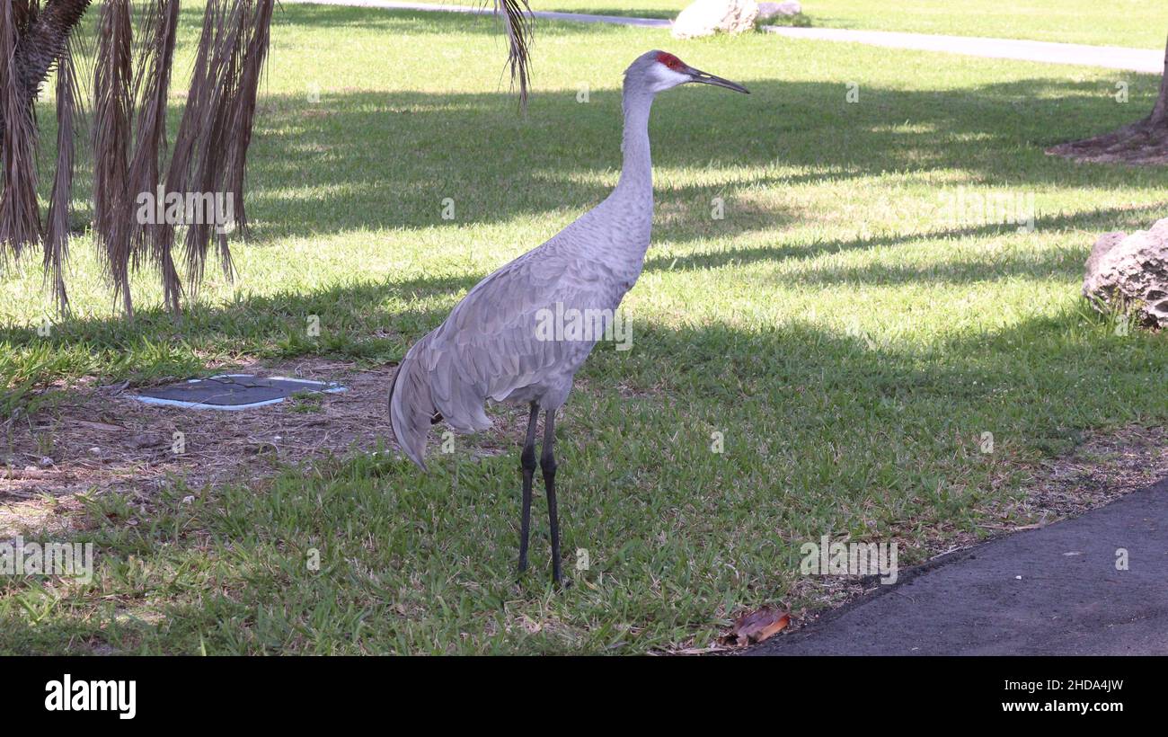 tropical crane bird Stock Photo - Alamy