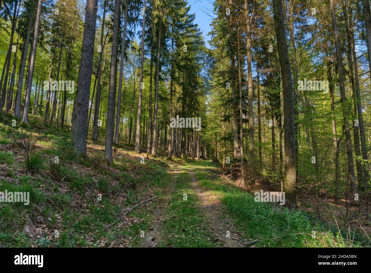 Forest path in the Odenwald, Germany Stock Photo - Alamy