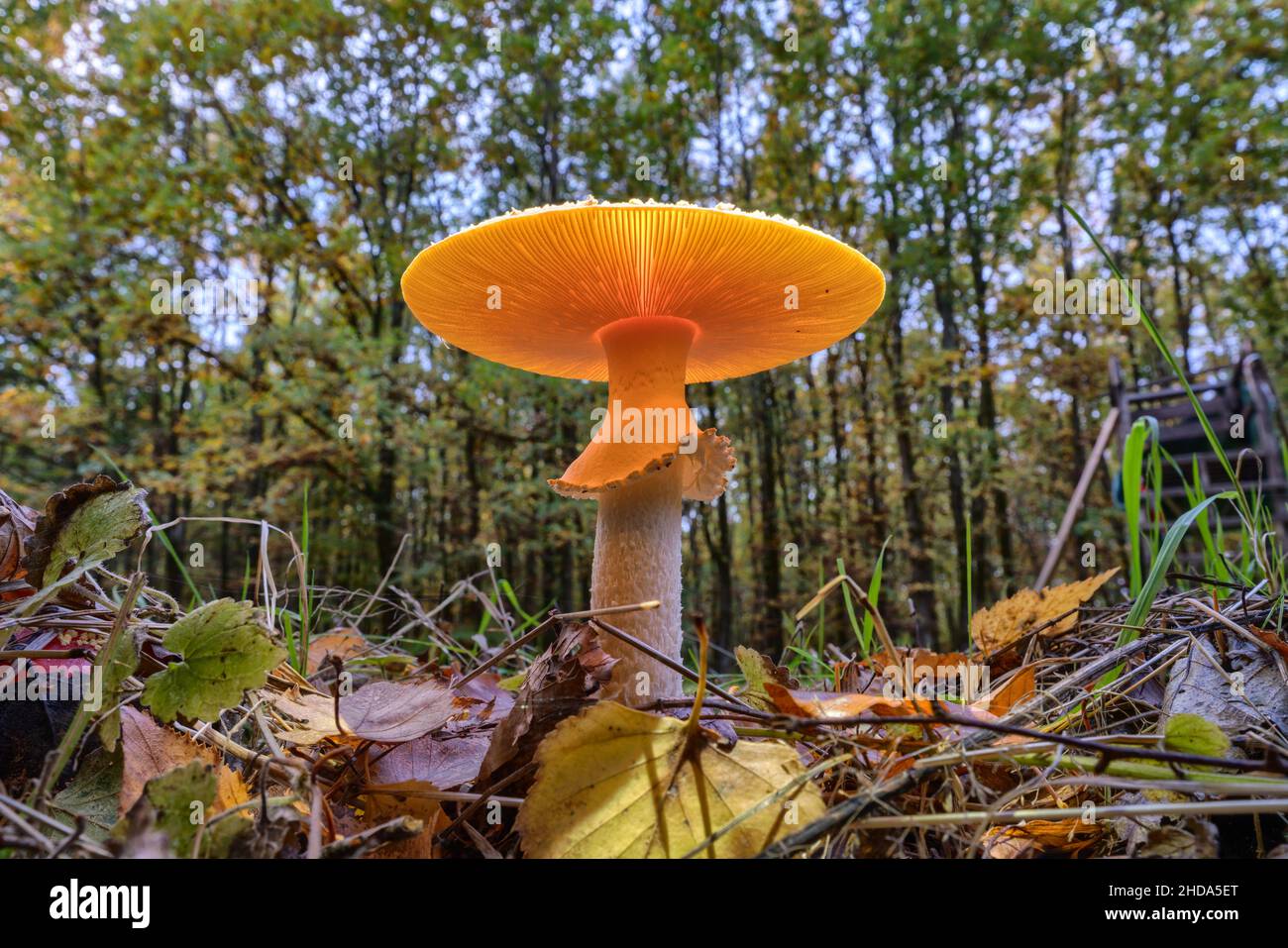 Glowing fly agaric mushroom (Amanita muscaria) on the forest floor ...