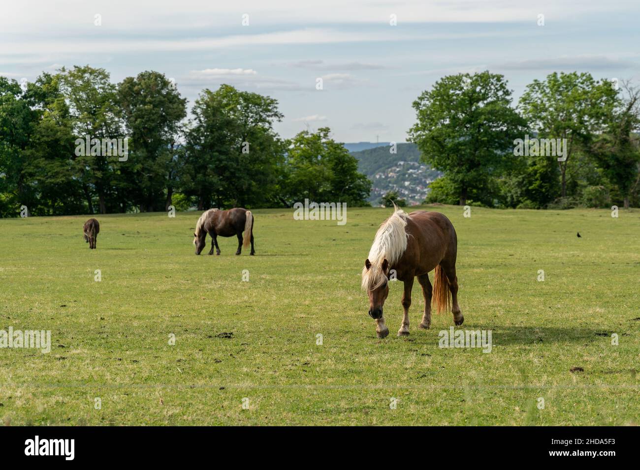 Horses in a paddock with a village in the background Stock Photo - Alamy