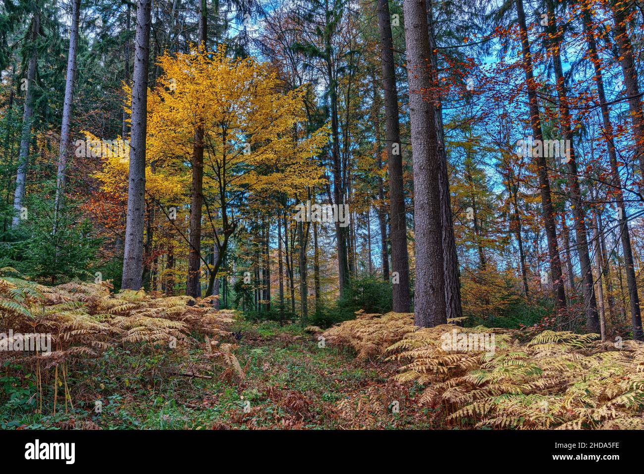 Woodland scenery hi-res stock photography and images - Alamy