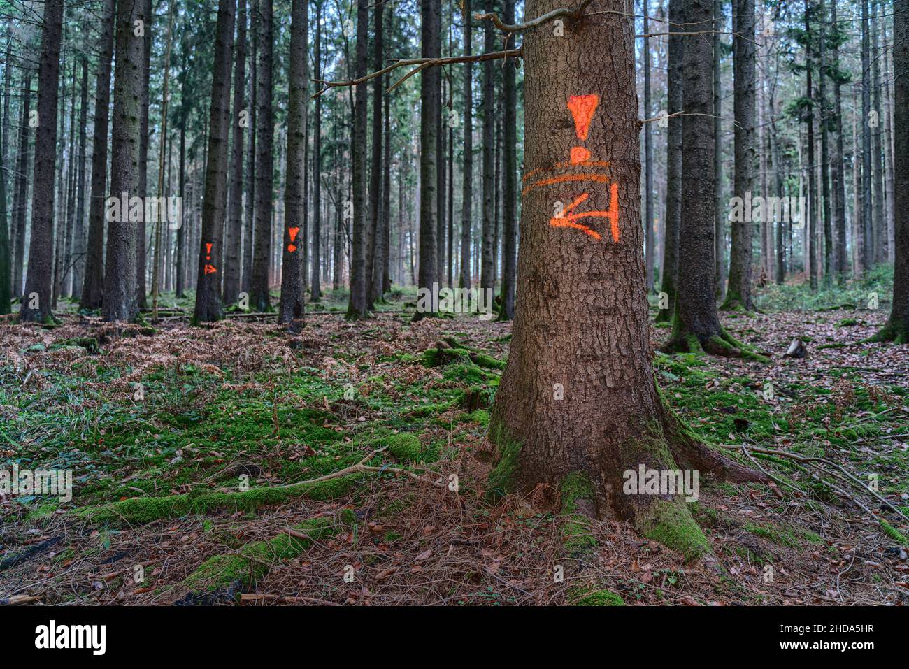 Tree forest ecology symbol hi-res stock photography and images - Alamy