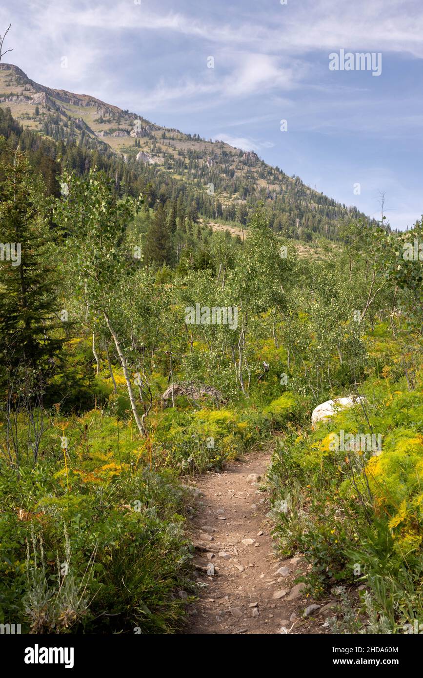 Aspen trees lining the Coal Creek Trail as it passes through Coal Creek ...