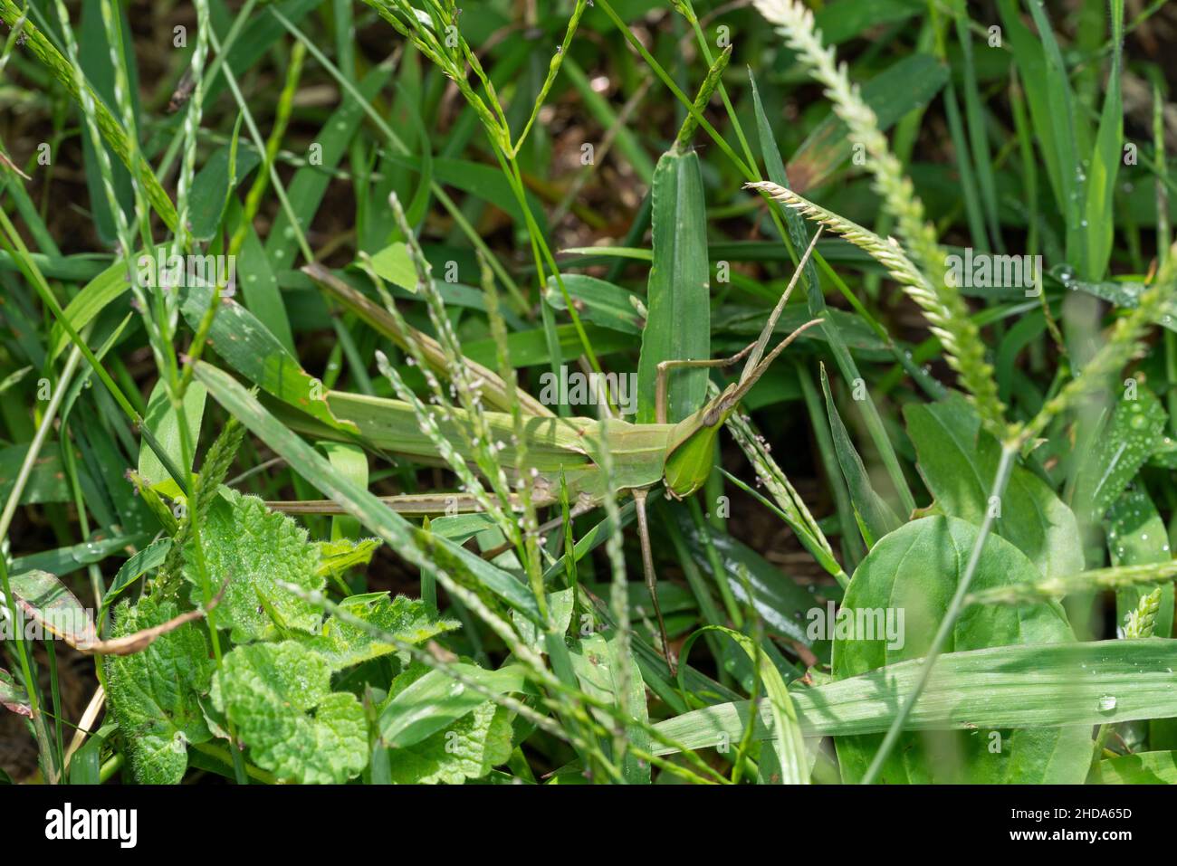 Female oriental longheaded grasshopper (Acrida cinerea) , Isehara City ...