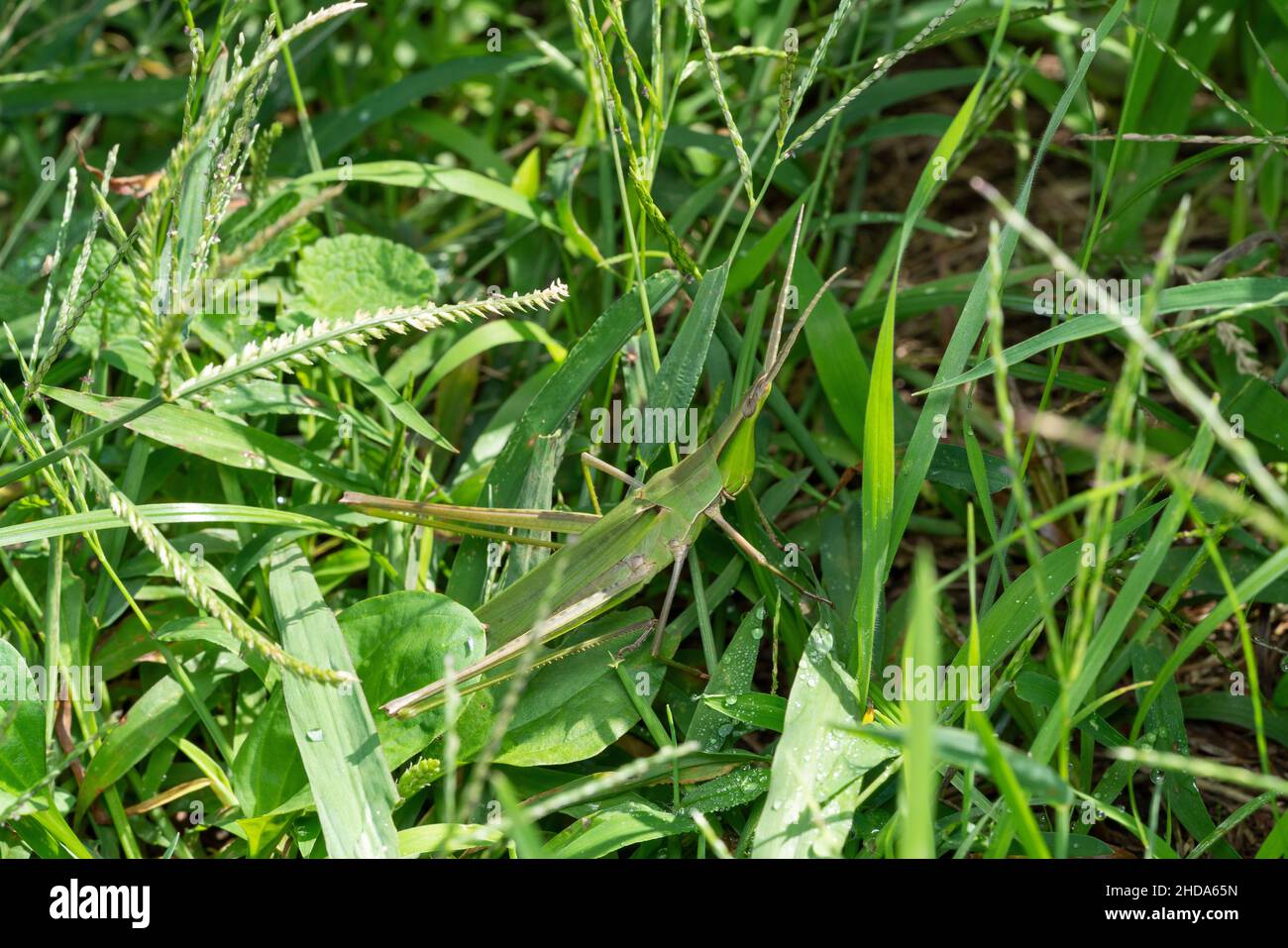 Female oriental longheaded grasshopper (Acrida cinerea) , Isehara City ...