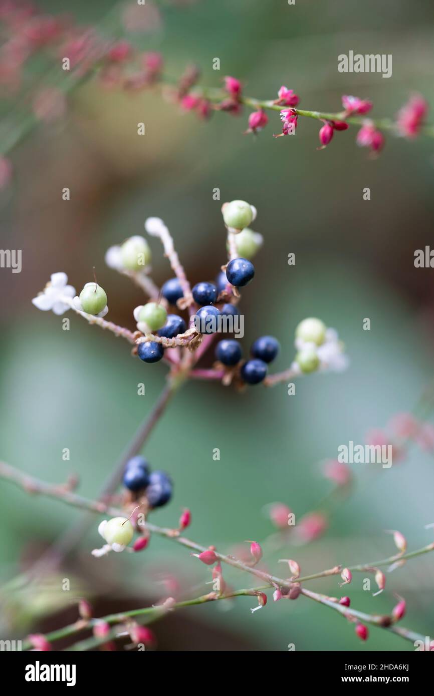 Fruits of Pollia japonica, Komae City, Tokyo, Japan Stock Photo - Alamy