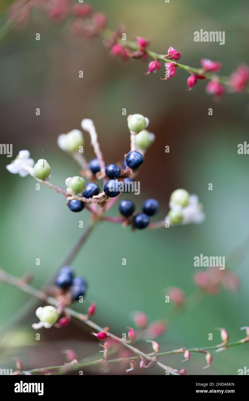 Fruits of Pollia japonica, Komae City, Tokyo, Japan Stock Photo - Alamy