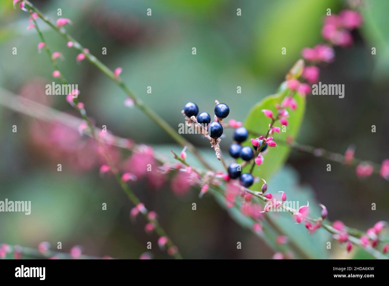 Fruits of Pollia japonica, Komae City, Tokyo, Japan Stock Photo - Alamy