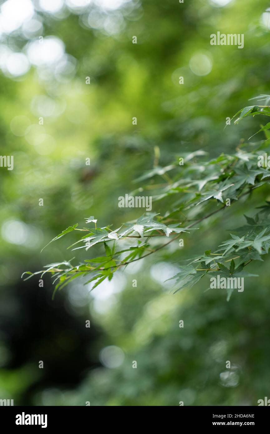 Komae tokyo hi-res stock photography and images - Alamy