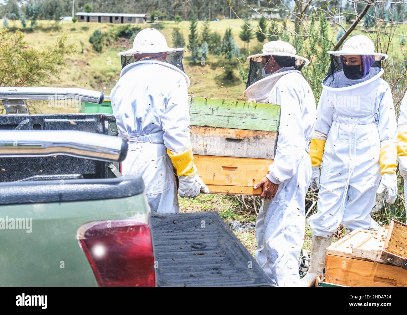 three male and female beekeeper workers working with honeycombs loading ...