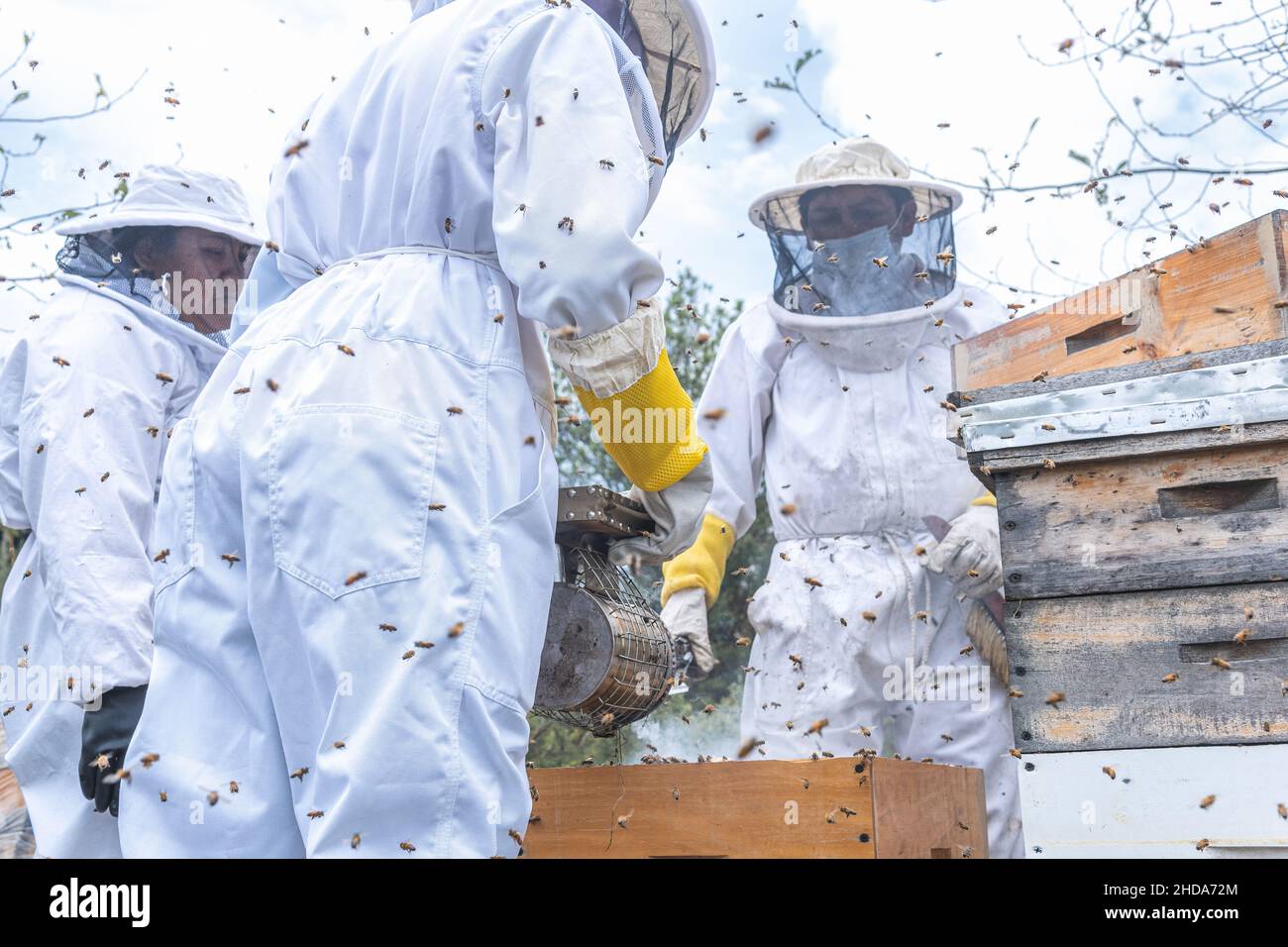 A female beekeeper uses smoke from a smoker to calm bees in a honeycomb ...