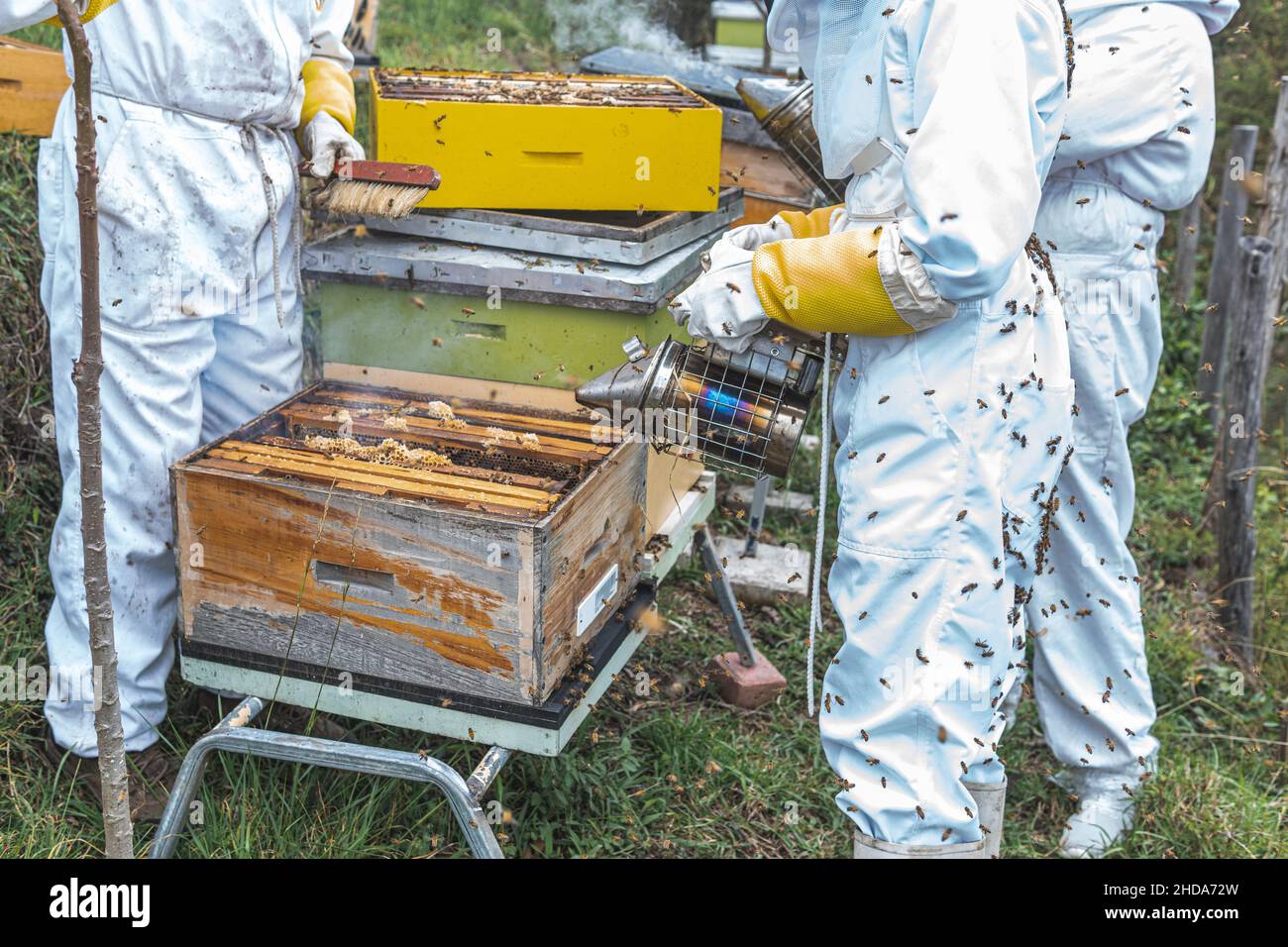 Group of beekeepers working with honeycombs with smoker to collect ...