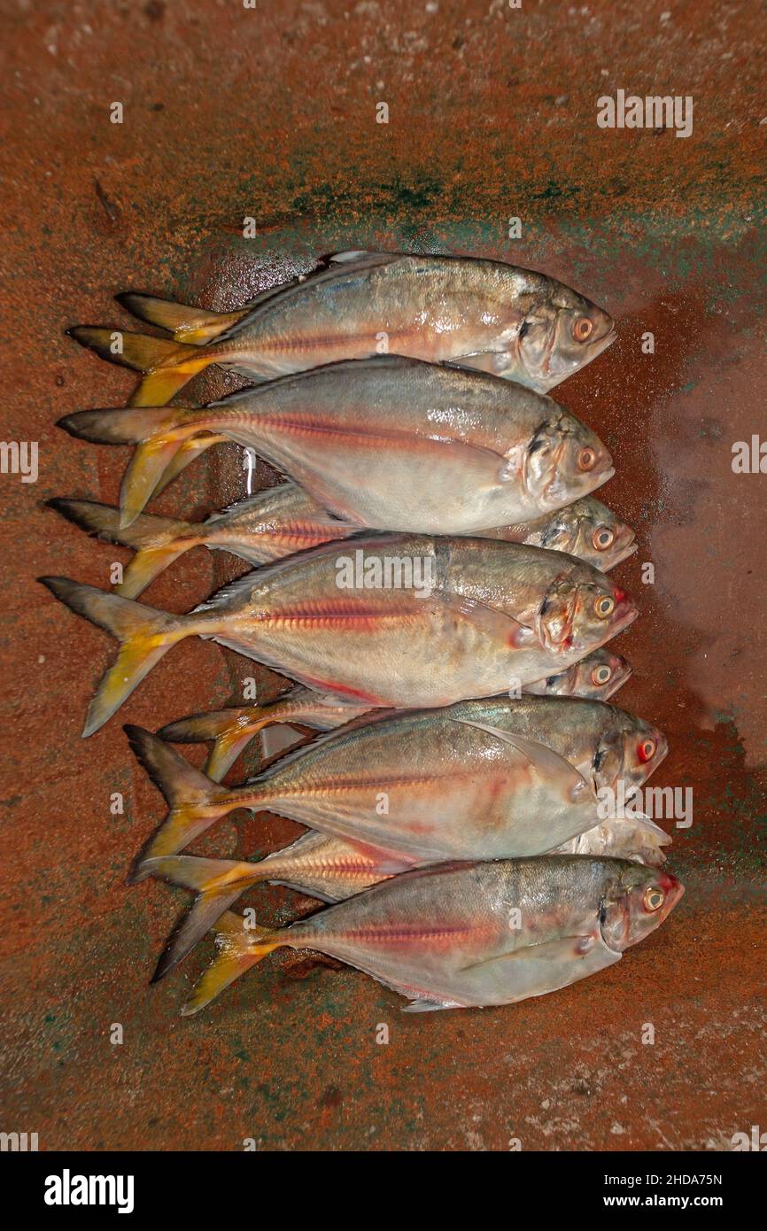 Gcc fish market hi-res stock photography and images - Alamy