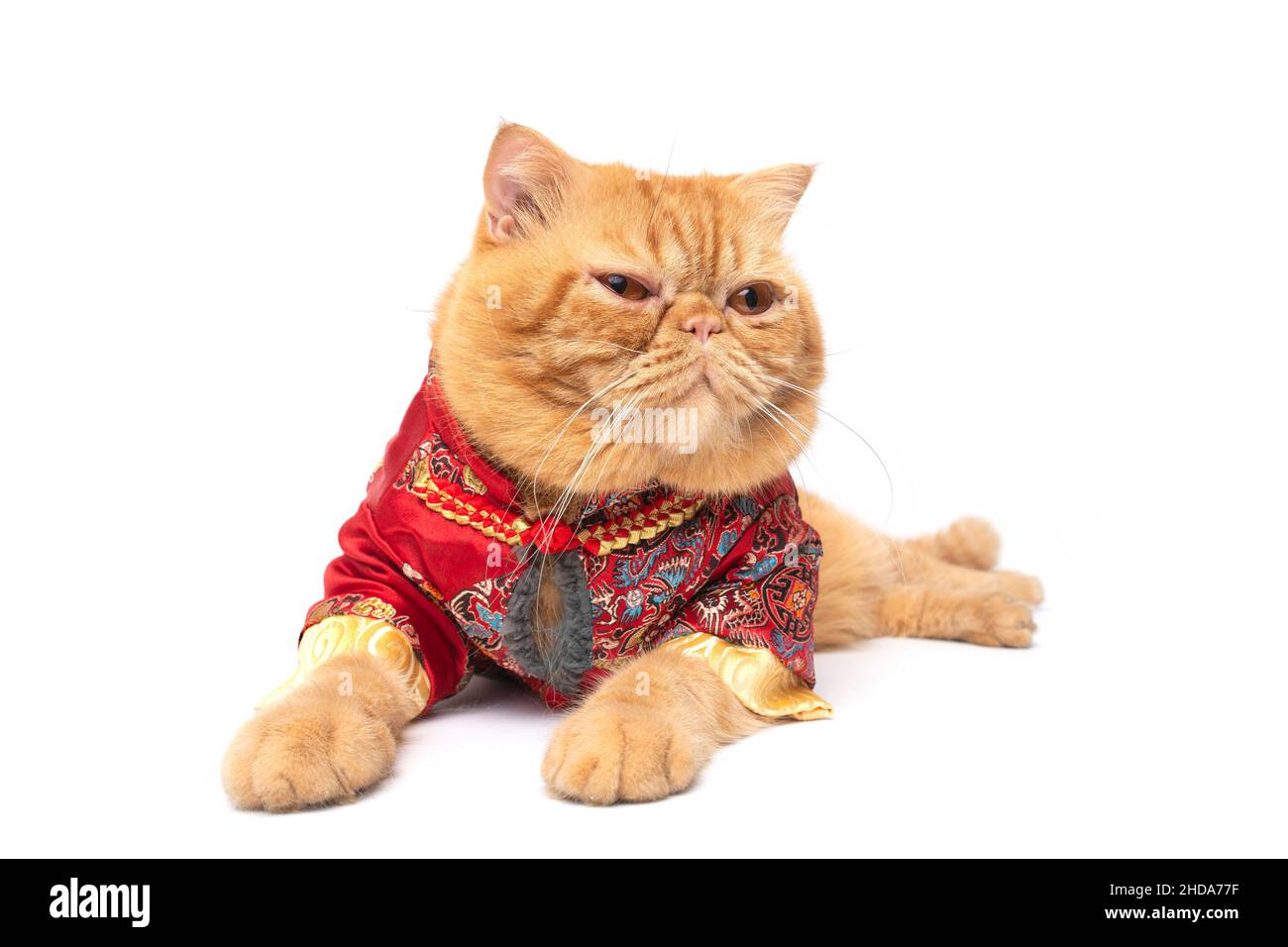 Cute Scottish Fold Cat Wearing Chinese Dress Lay Down On Floor On White