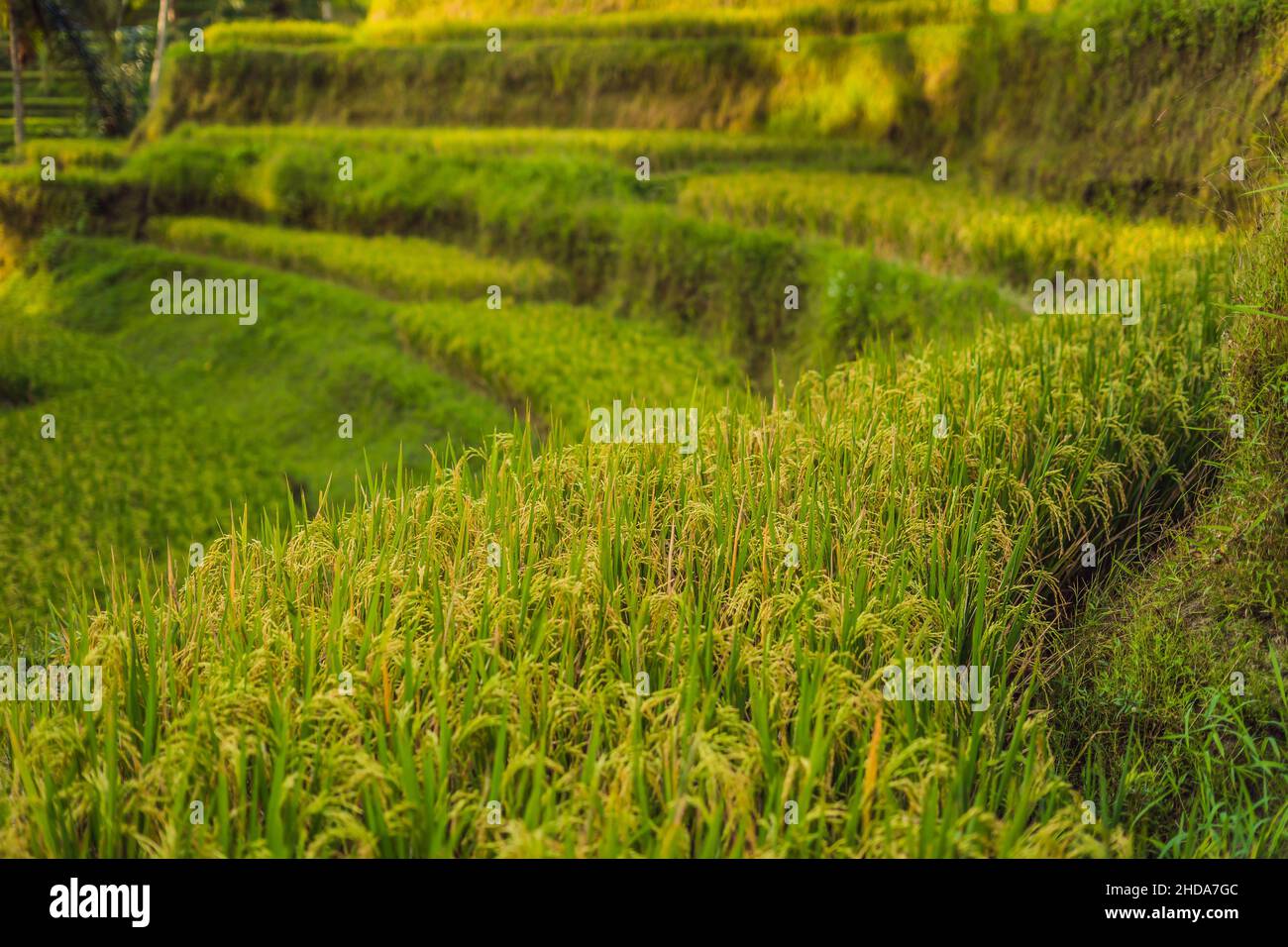 Green cascade rice field plantation at Tegalalang terrace. Bali ...