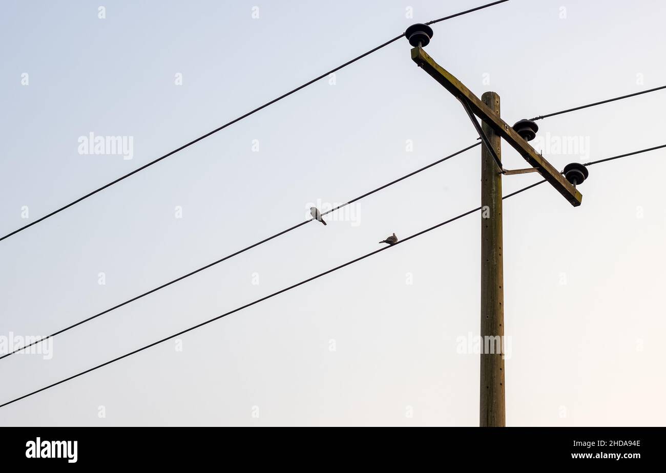 Two birds resting on the wire of high voltage electricity pole Stock ...