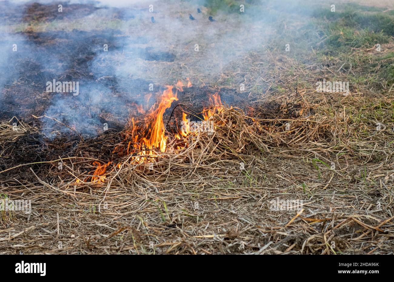 Fire fire burning rice straw hi-res stock photography and images - Alamy