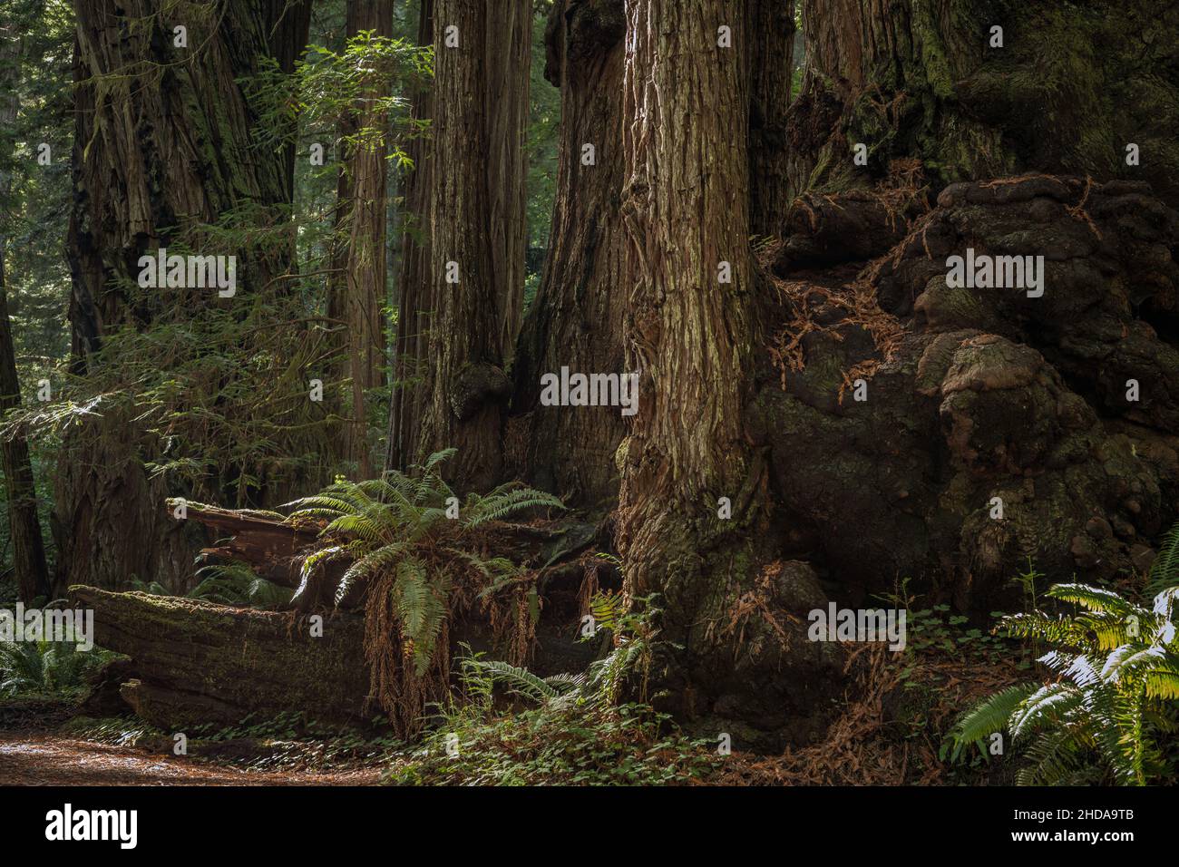 Incredible Ancient Redwood Forest. Old Sequoioideae Tree Growing on ...