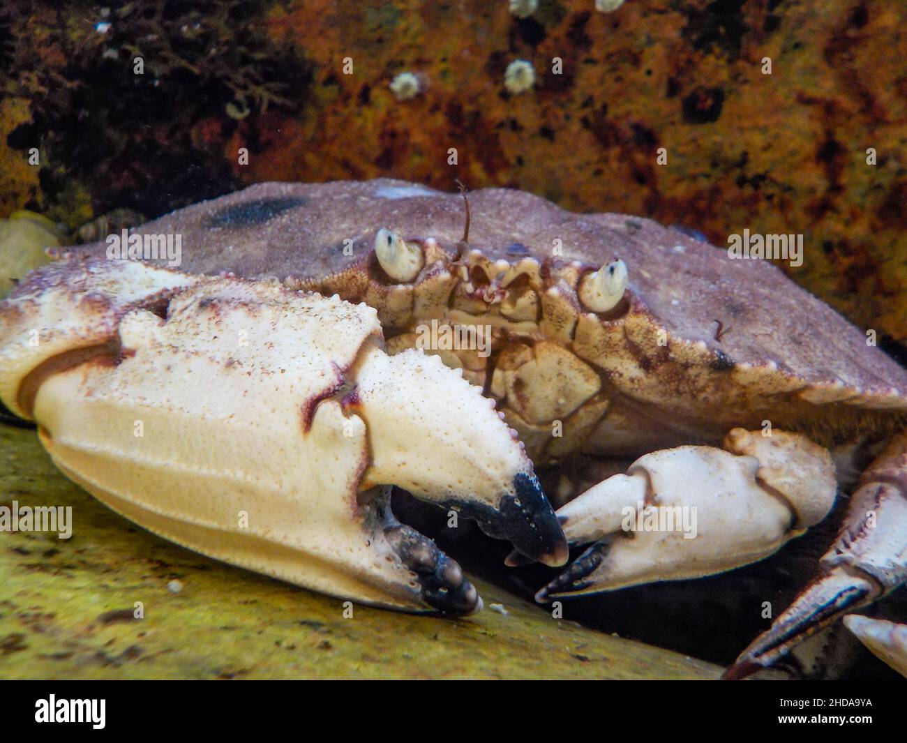 Pinchers crab hi-res stock photography and images - Alamy