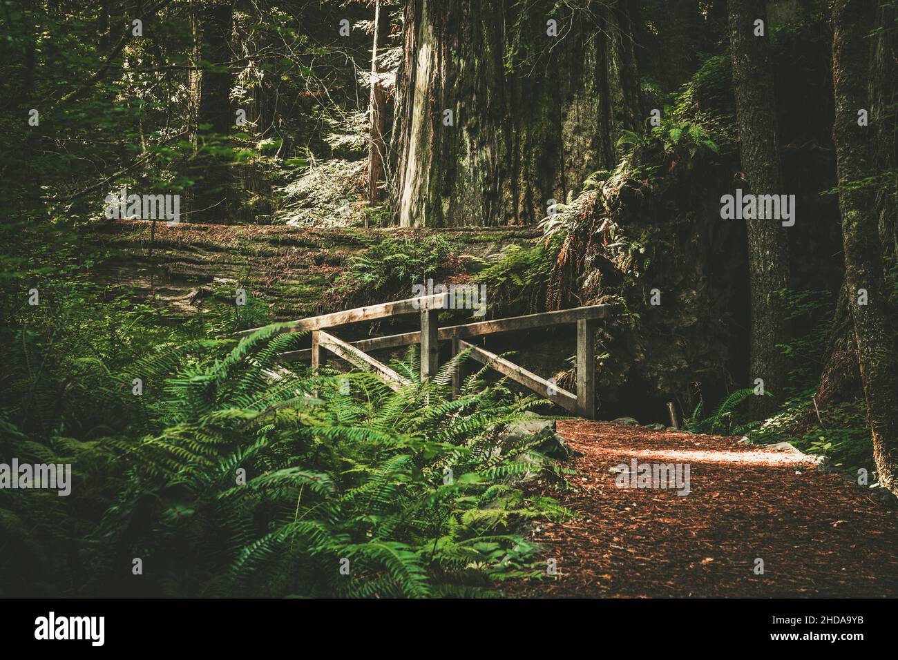 Scenic California Redwood Trail with Small Wooden Bridge Above Tiny ...