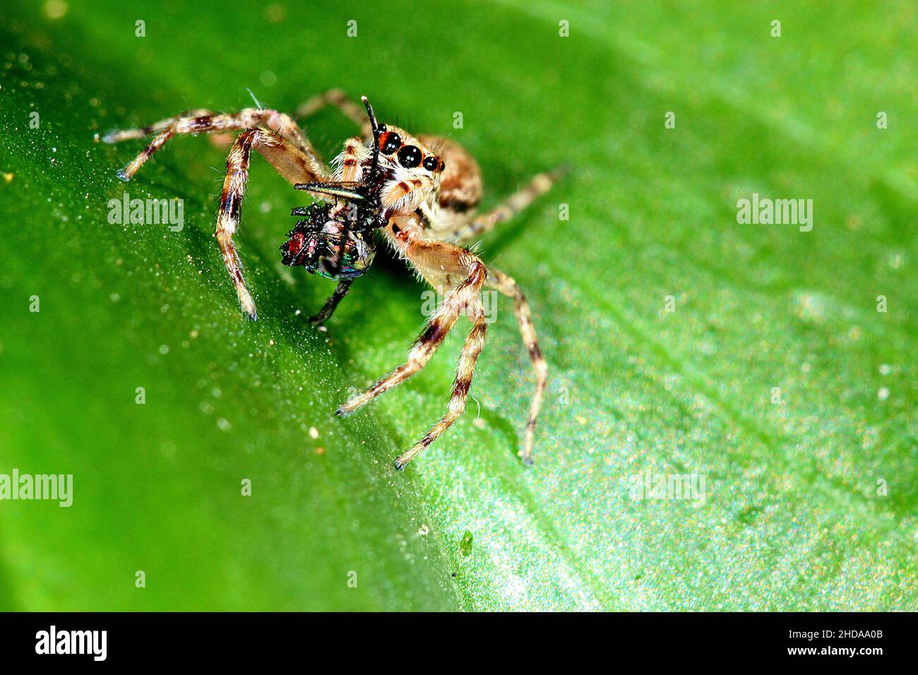 Bronze hopper jumping spider (Helpis minitabunda) eating prey Stock ...