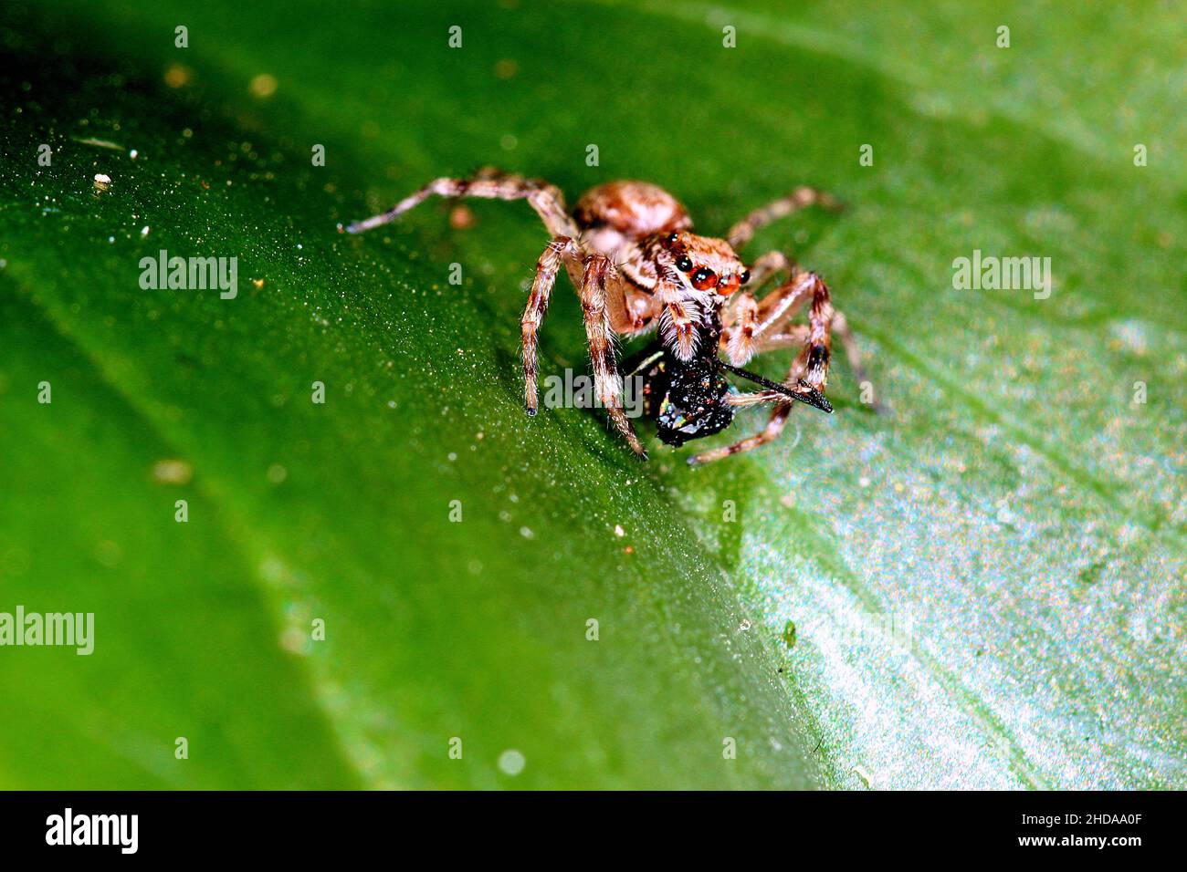 Bronze hopper jumping spider (Helpis minitabunda) eating prey Stock ...
