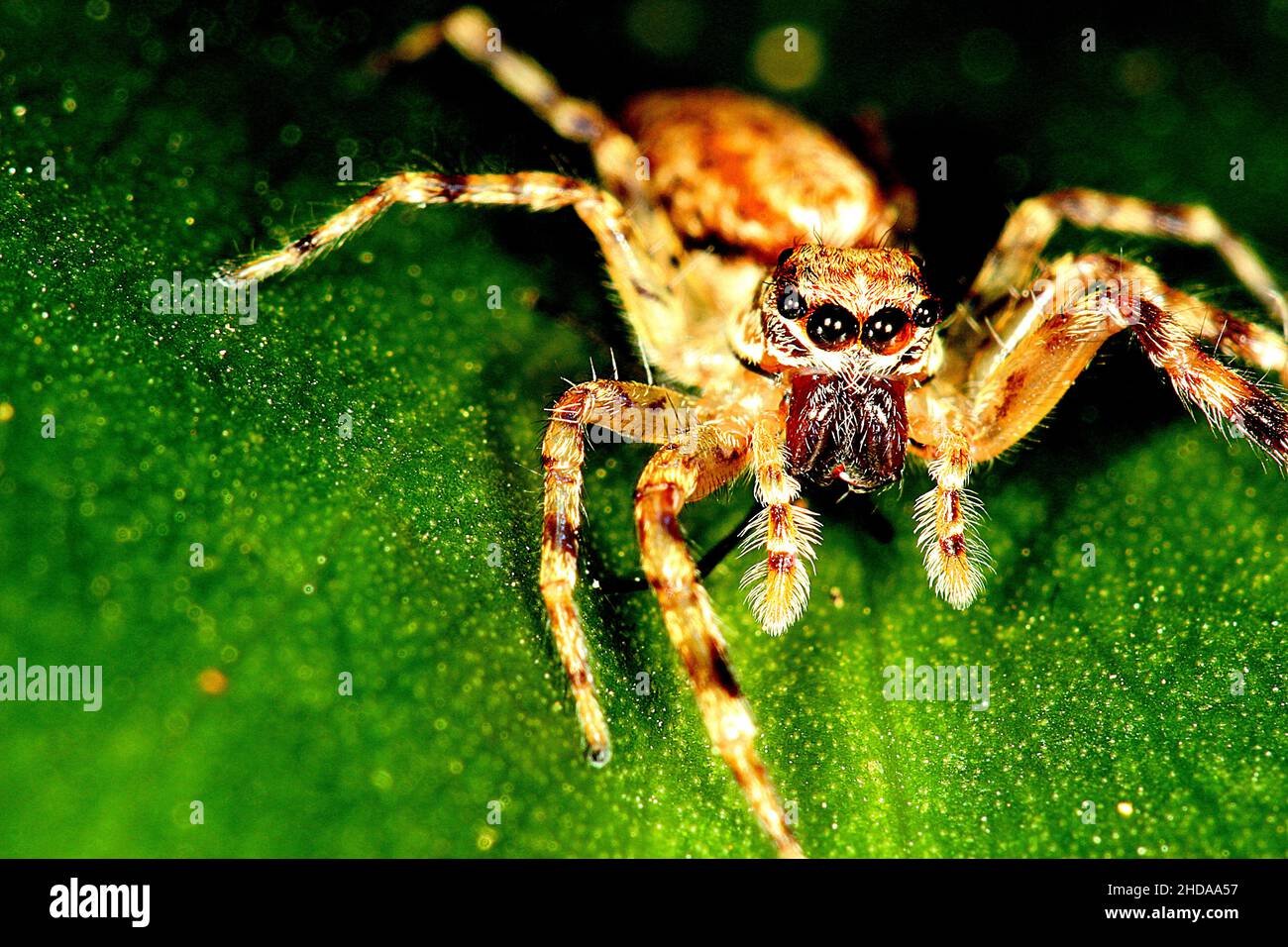 Bronze hopper jumping spider (Helpis minitabunda) eating prey Stock ...