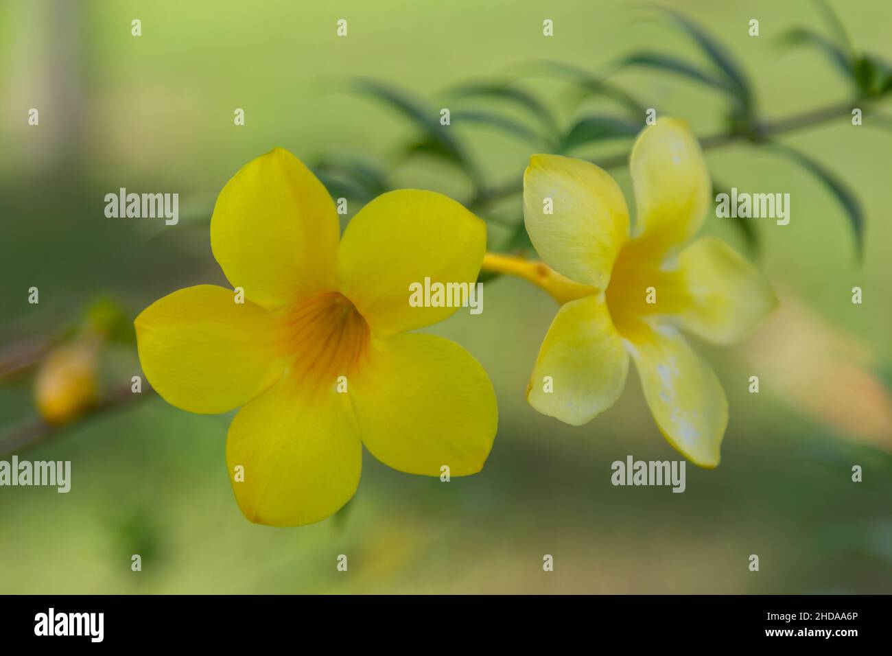 yellow flowers use fot background Stock Photo - Alamy