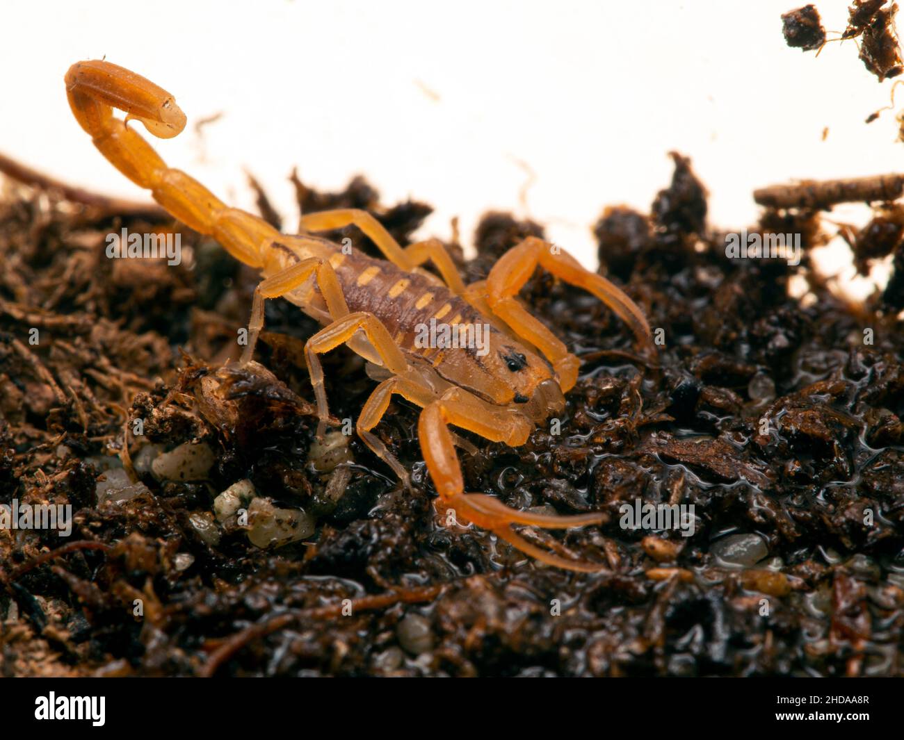 tiny Arizona bark scorpion, Centruroides sculpturatus, drinking water ...