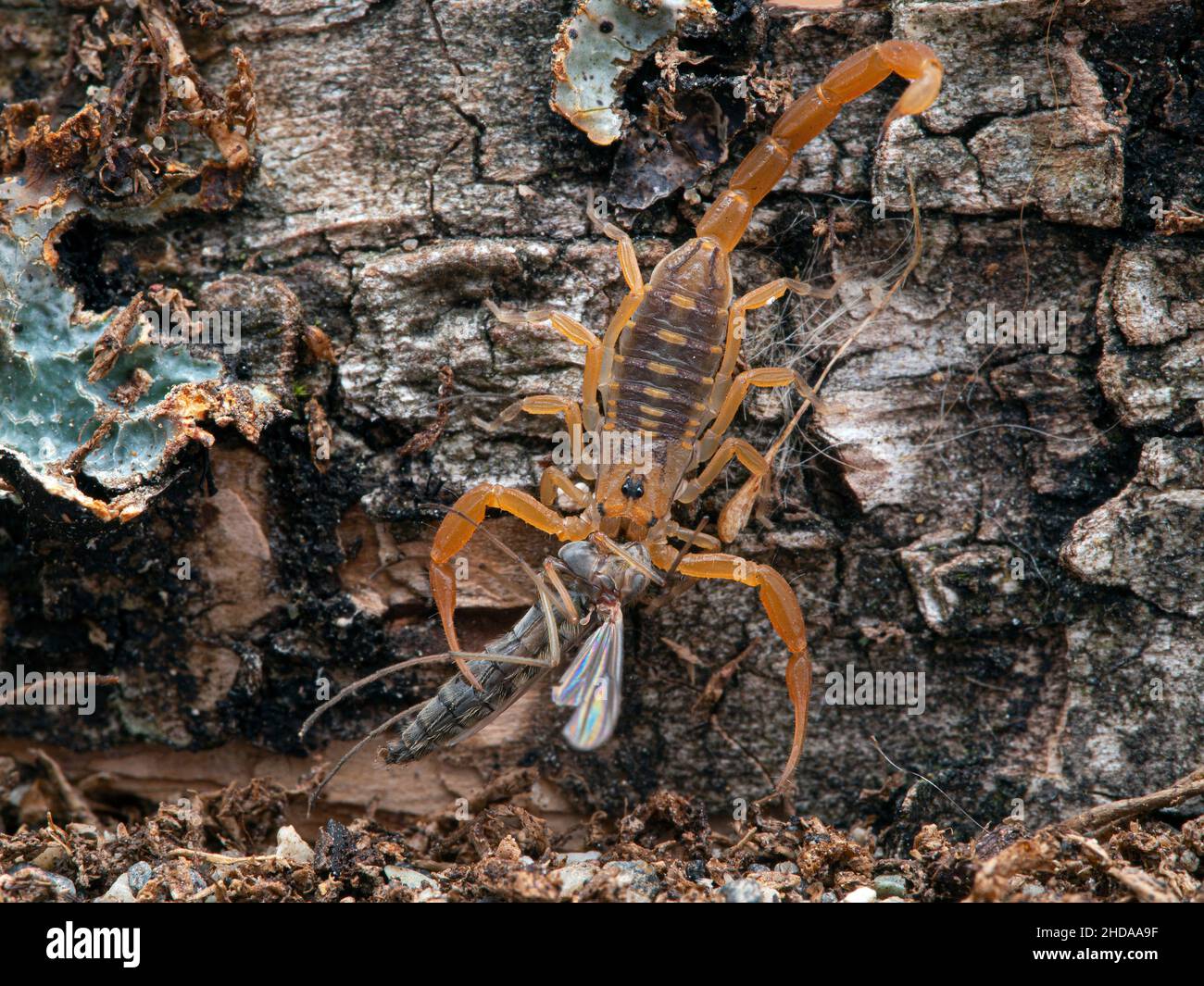 juvenile Arizona bark scorpion, Centruroides sculpturatus, feeding on a ...