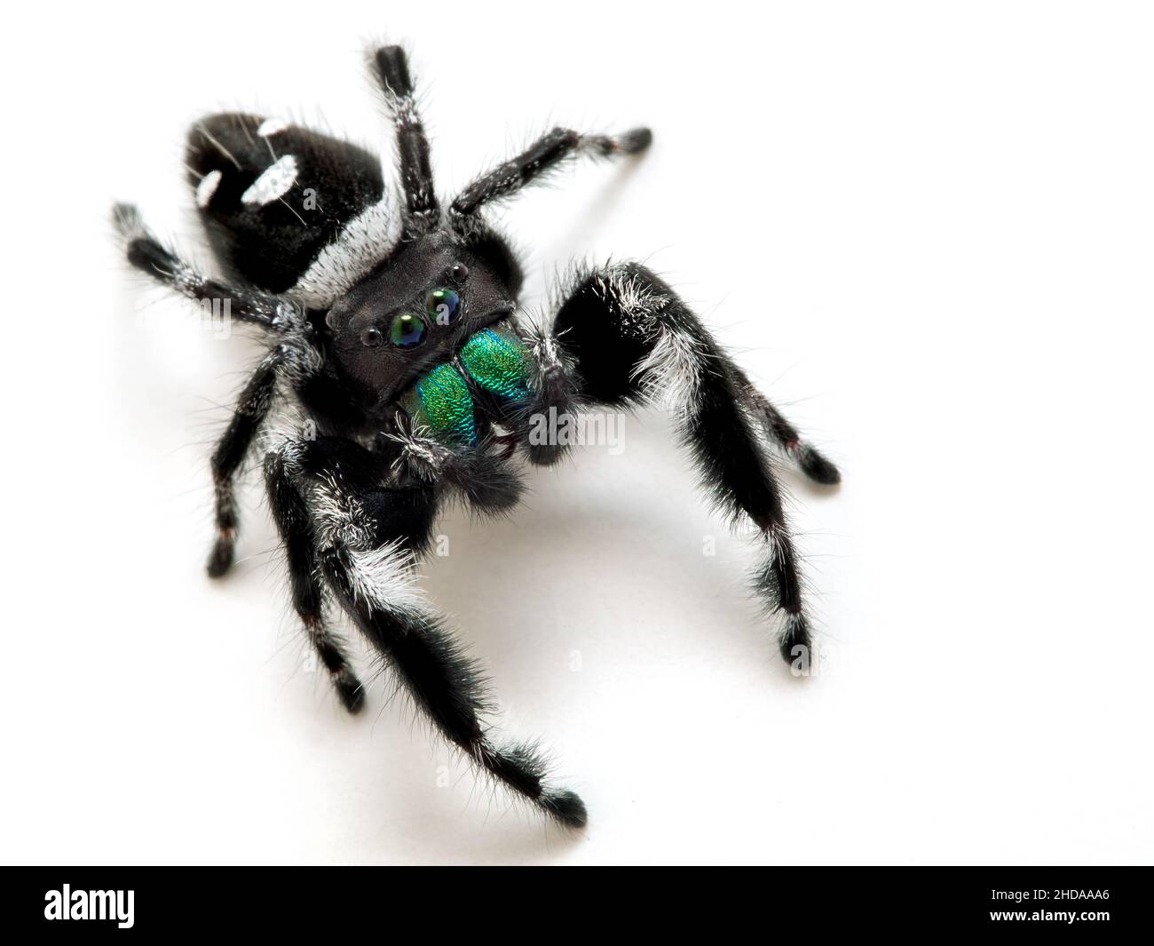 close-up of a male regal jumping spider, Phiddipus regius, isolated ...