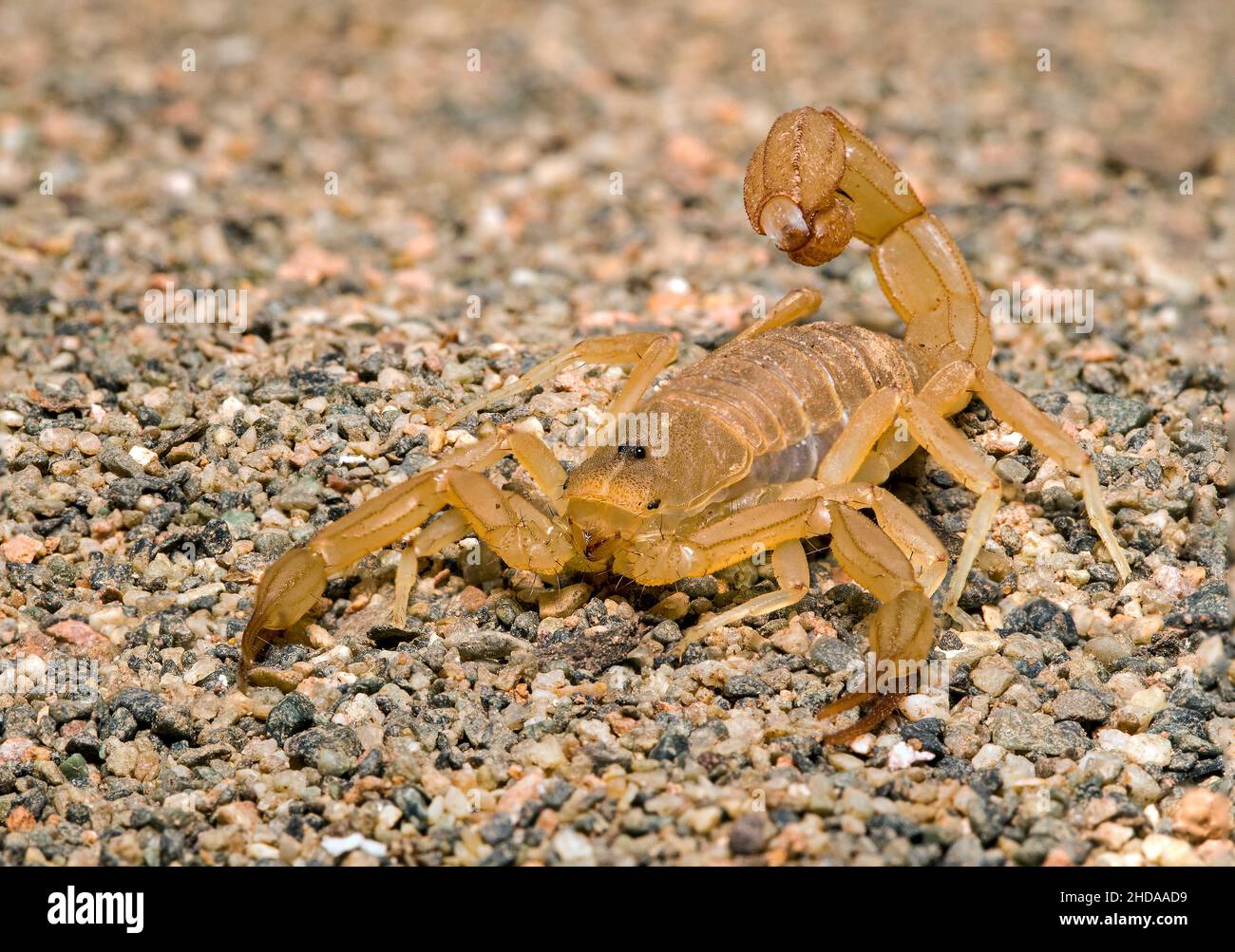 yellow ground scorpion, Paravaejovis confusus, cECP 2017 Stock Photo ...