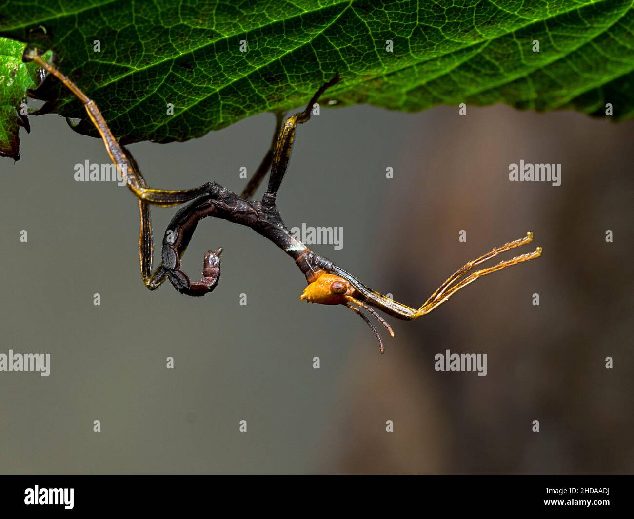 Australian stick insect ant hi-res stock photography and images - Alamy