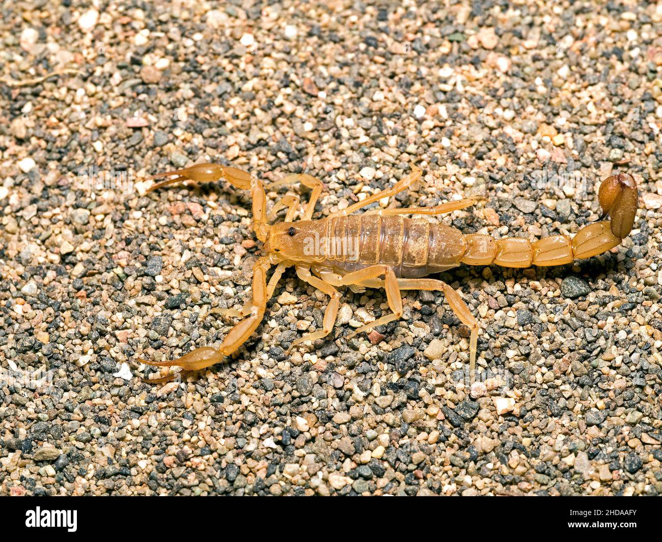 Yellow desert scorpion hi-res stock photography and images - Alamy