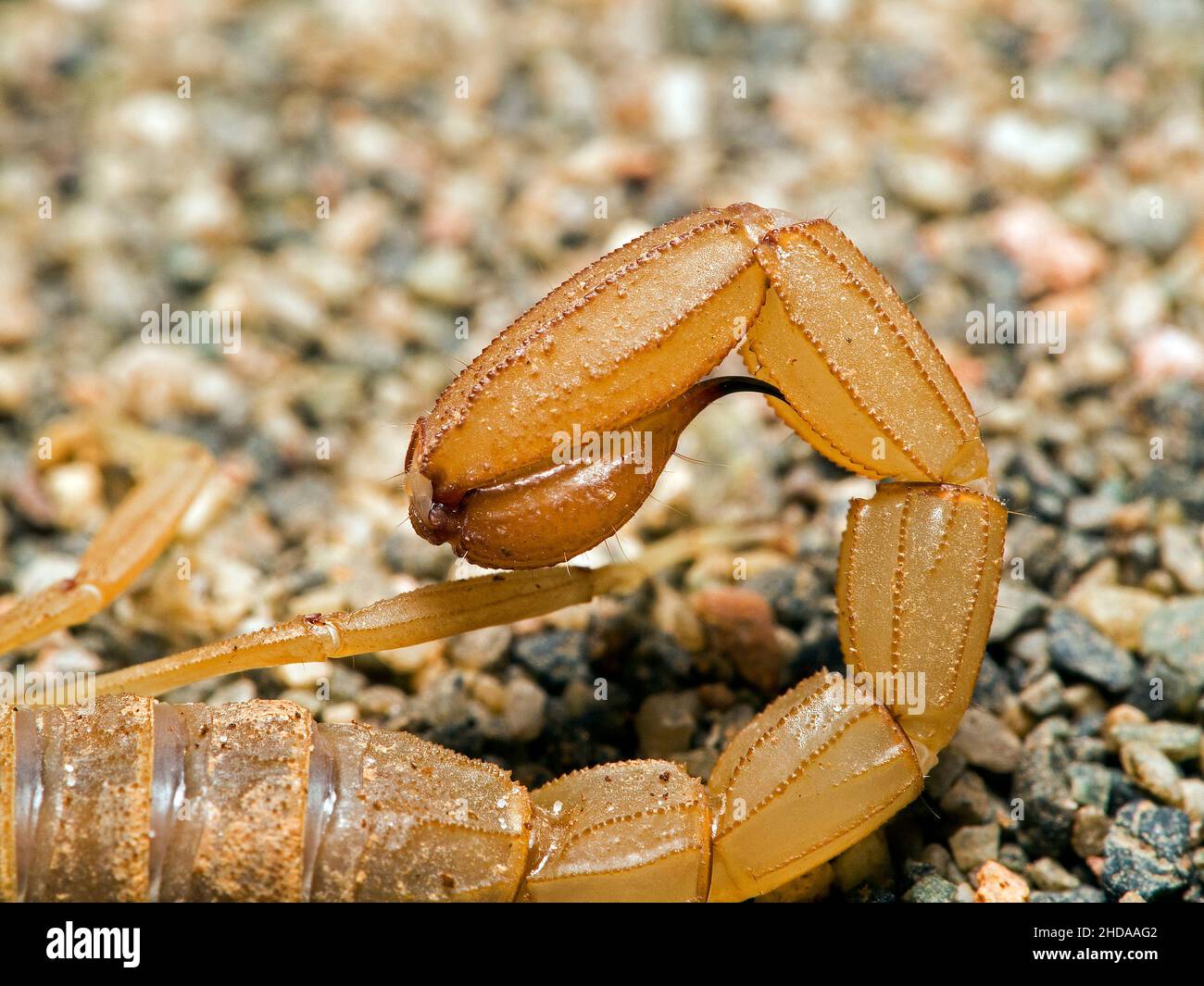 Stinging tail hi-res stock photography and images - Alamy
