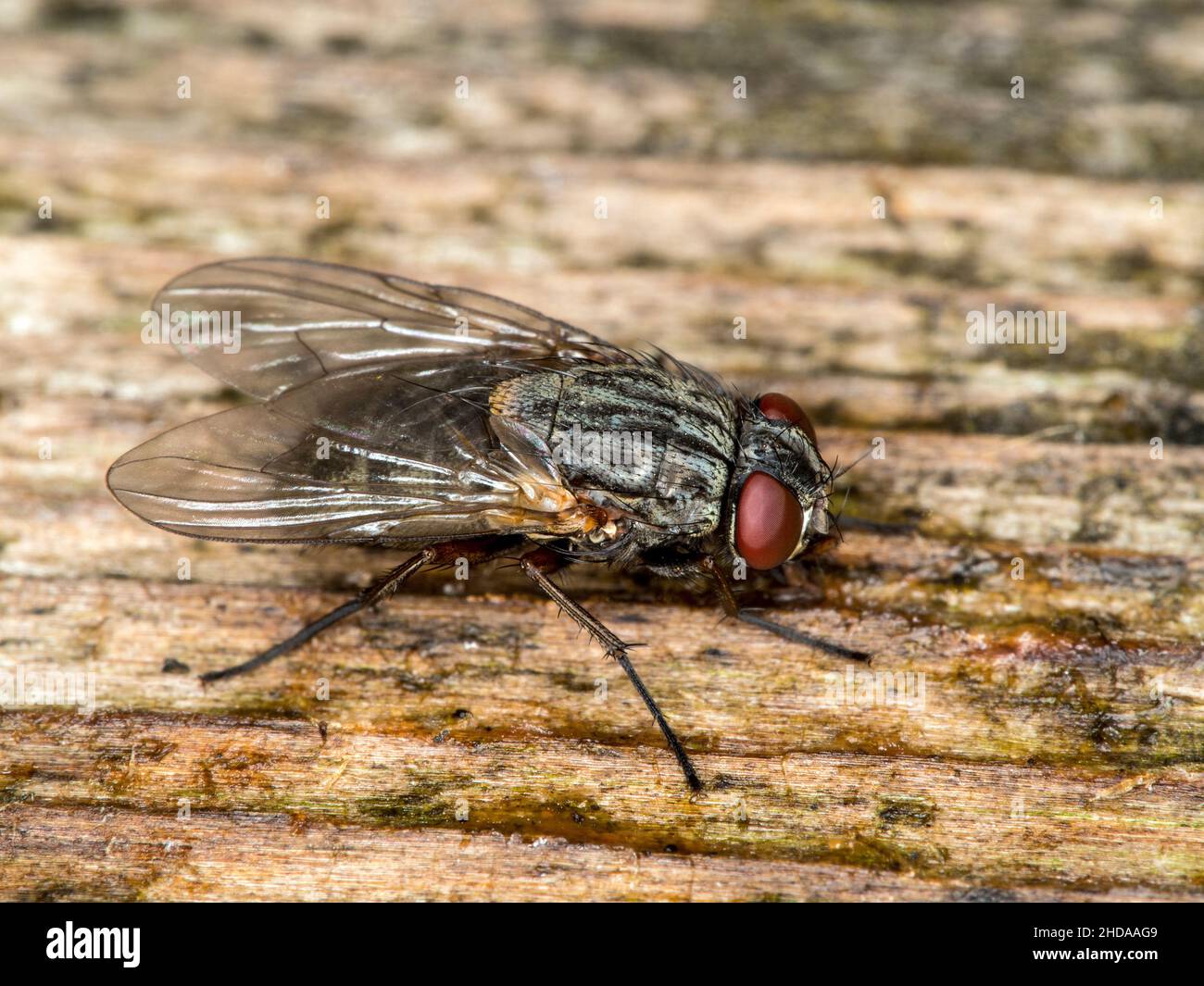 Diptera feeding on carcass hi-res stock photography and images - Alamy