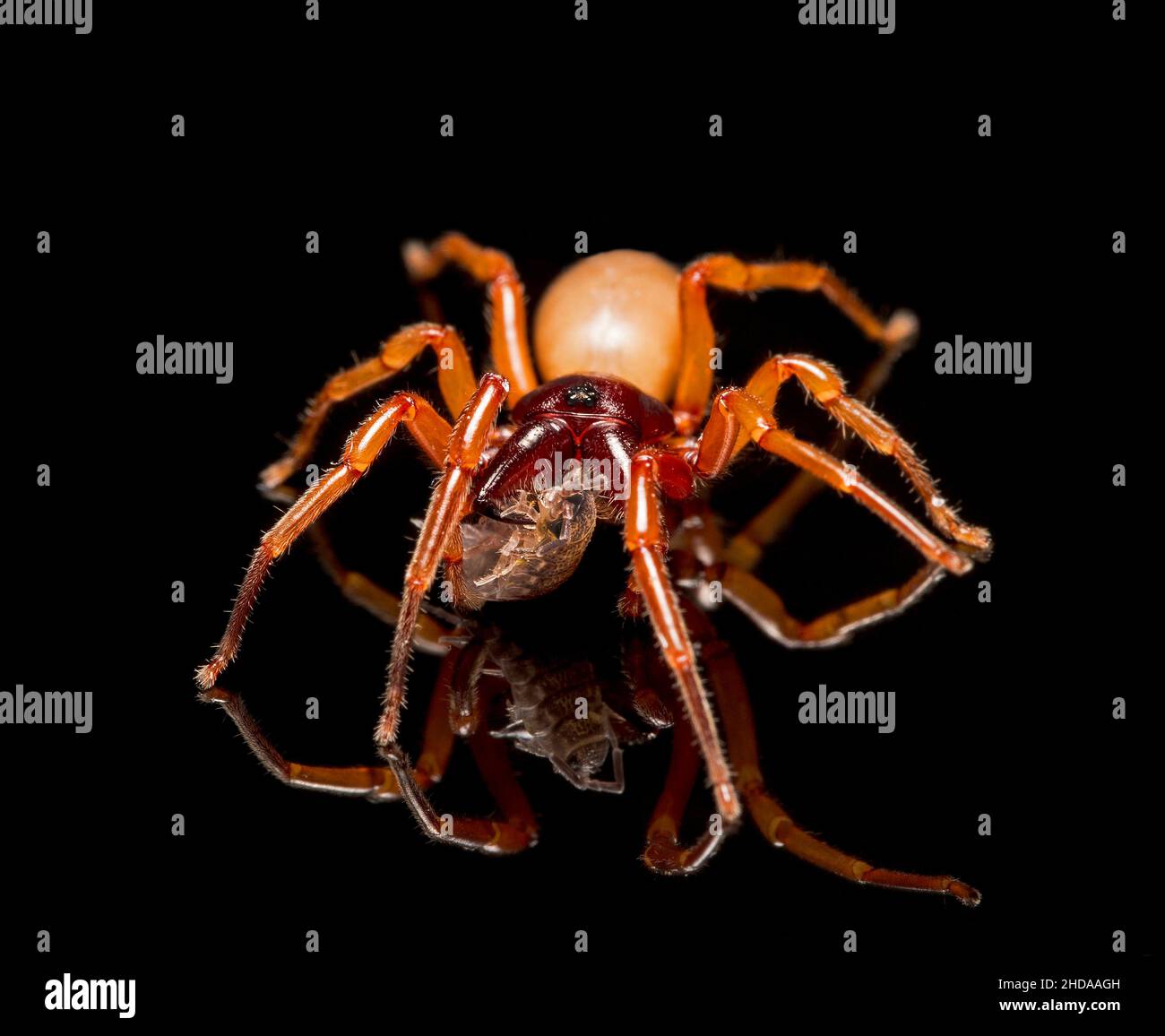 Sowbug Killer Spider Bite