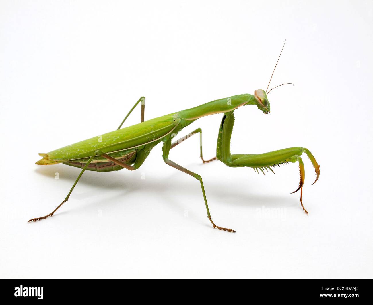 giant Asian preying mantis, Hierodula membranacea, side view, cECP 2012 ...