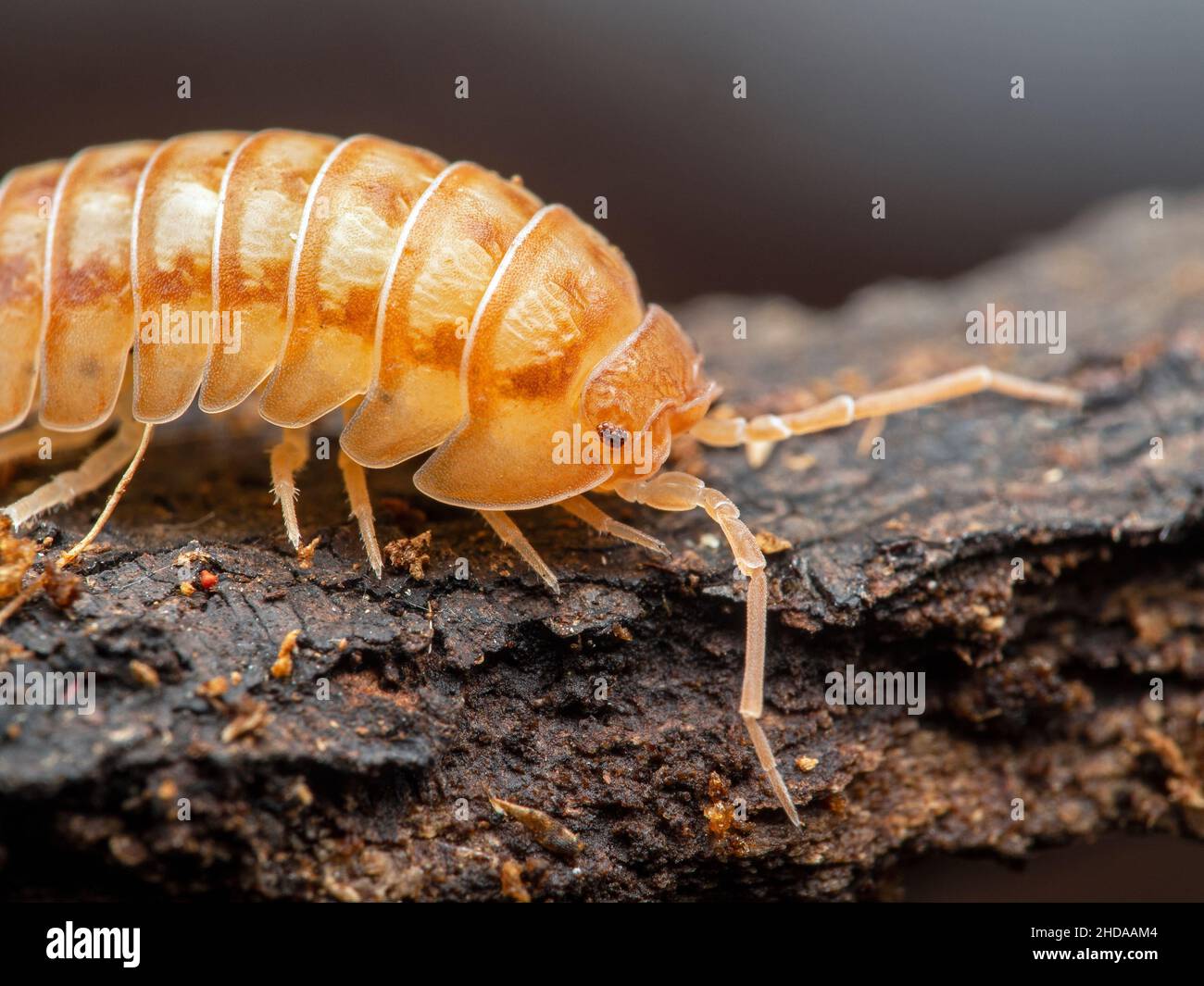Pill bug hi-res stock photography and images - Alamy