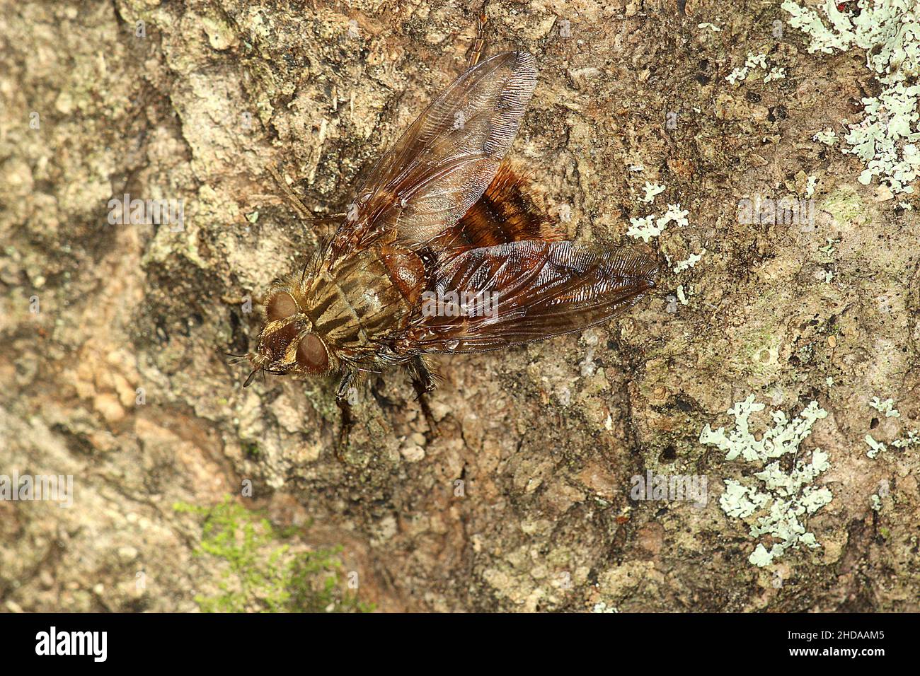 Trachinid bristle fly (Protohystricia sp Stock Photo - Alamy